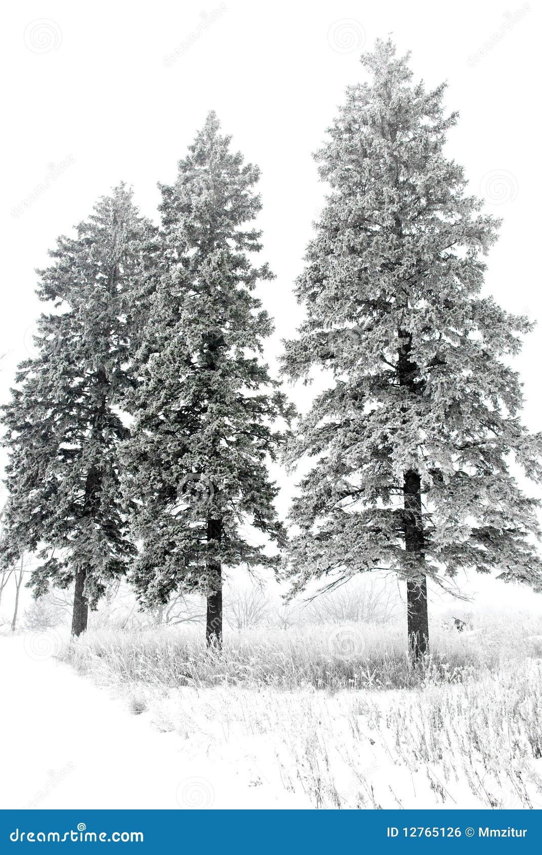 Alberi di pino innevati fotografia stock. Immagine di scenico - 12765126