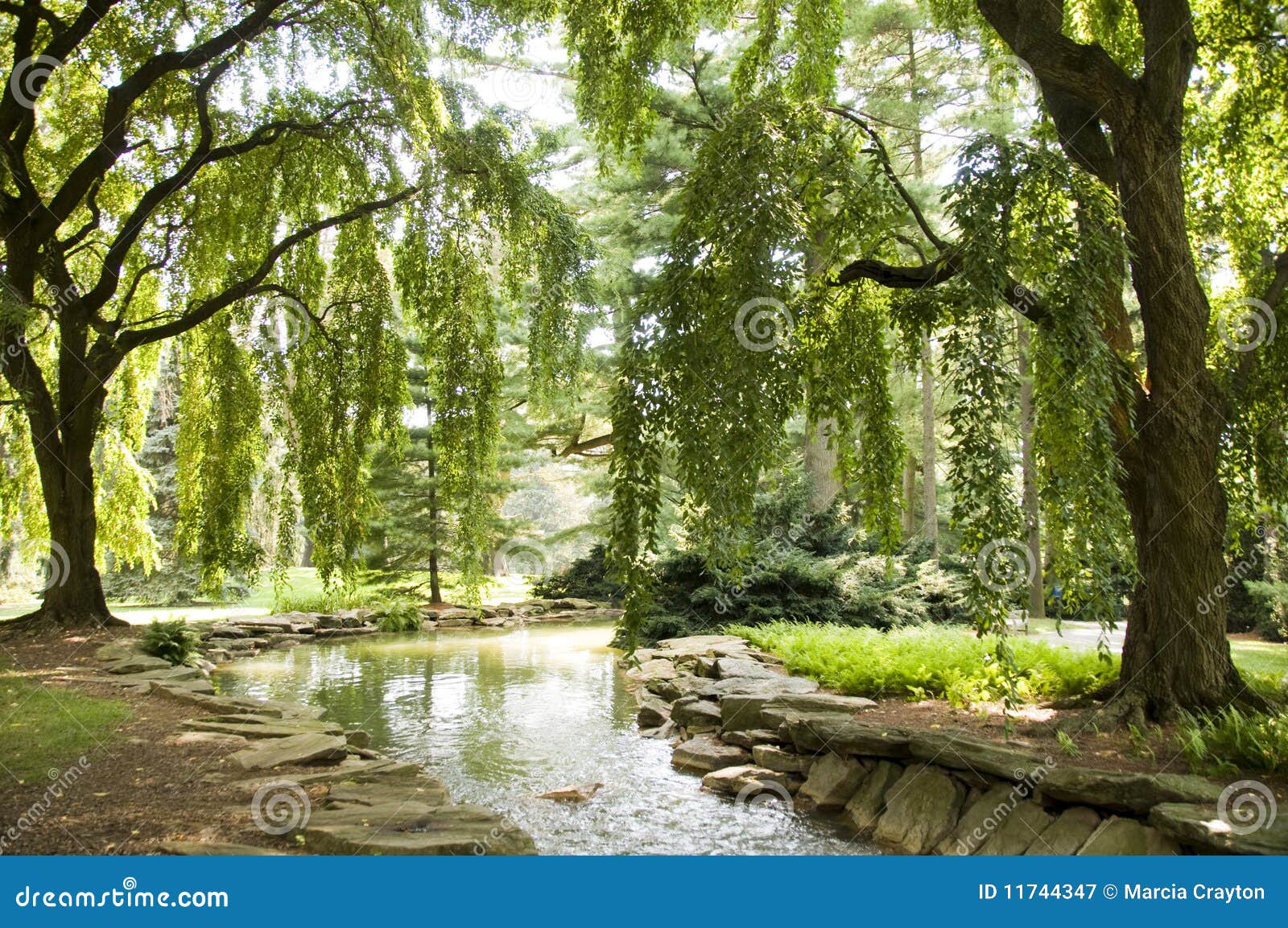 Alberi E Flusso Della Sorgente Immagine Stock - Immagine di orticoltura ...