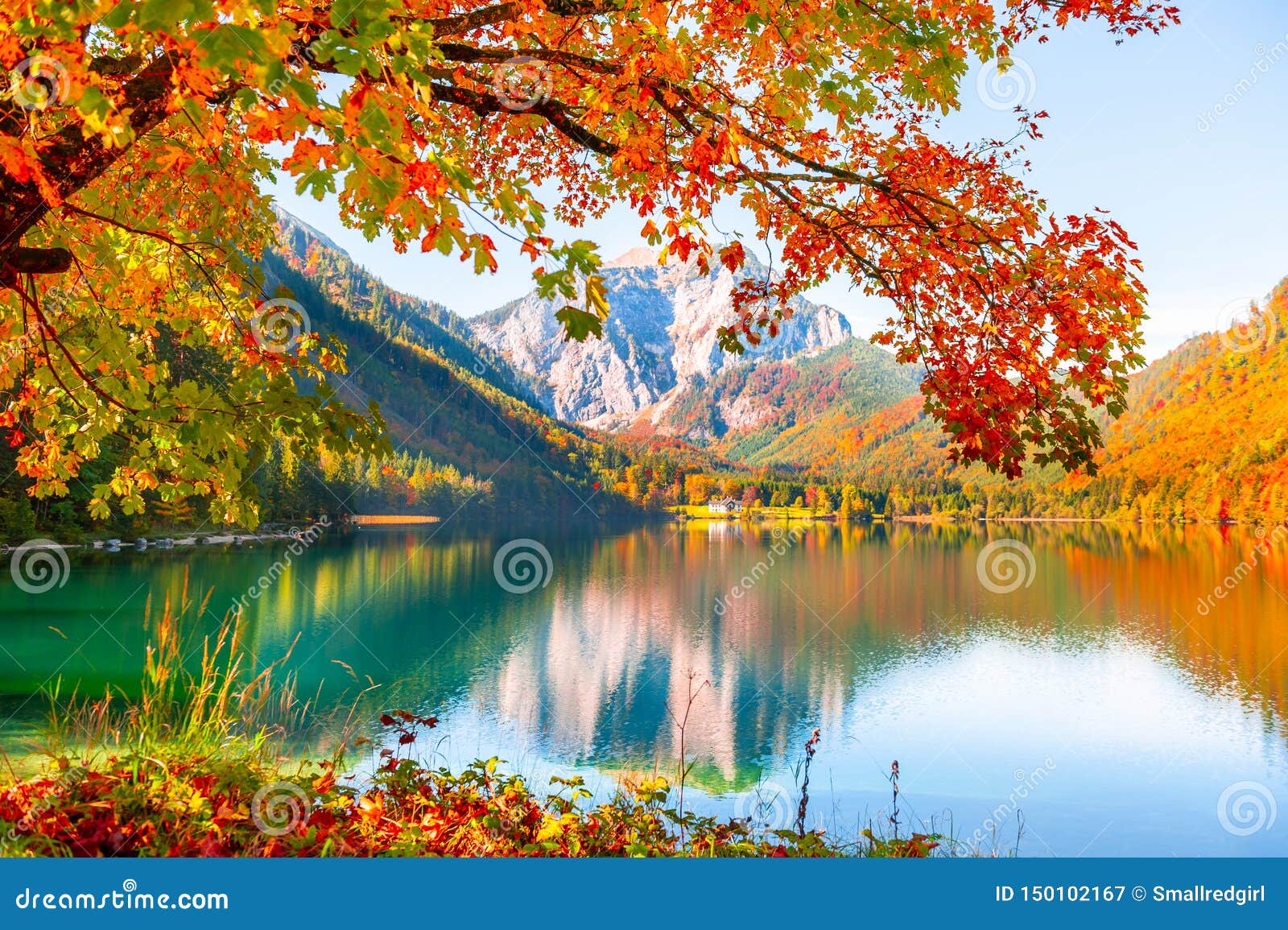 Alberi Gialli Di Autunno Sulla Riva Del Lago in Alpi, Austria Immagine ... Alberi Gialli Di Autunno Sulla Riva Del Lago in Alpi, Austria Immagine ...