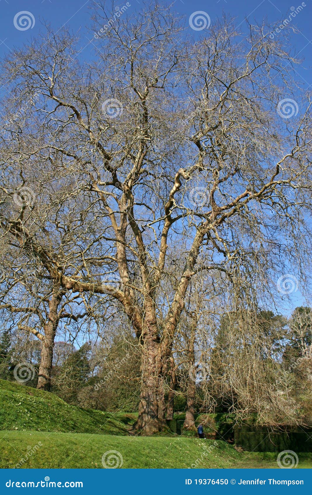 Alberi in inverno fotografia stock. Immagine di podere - 19376450