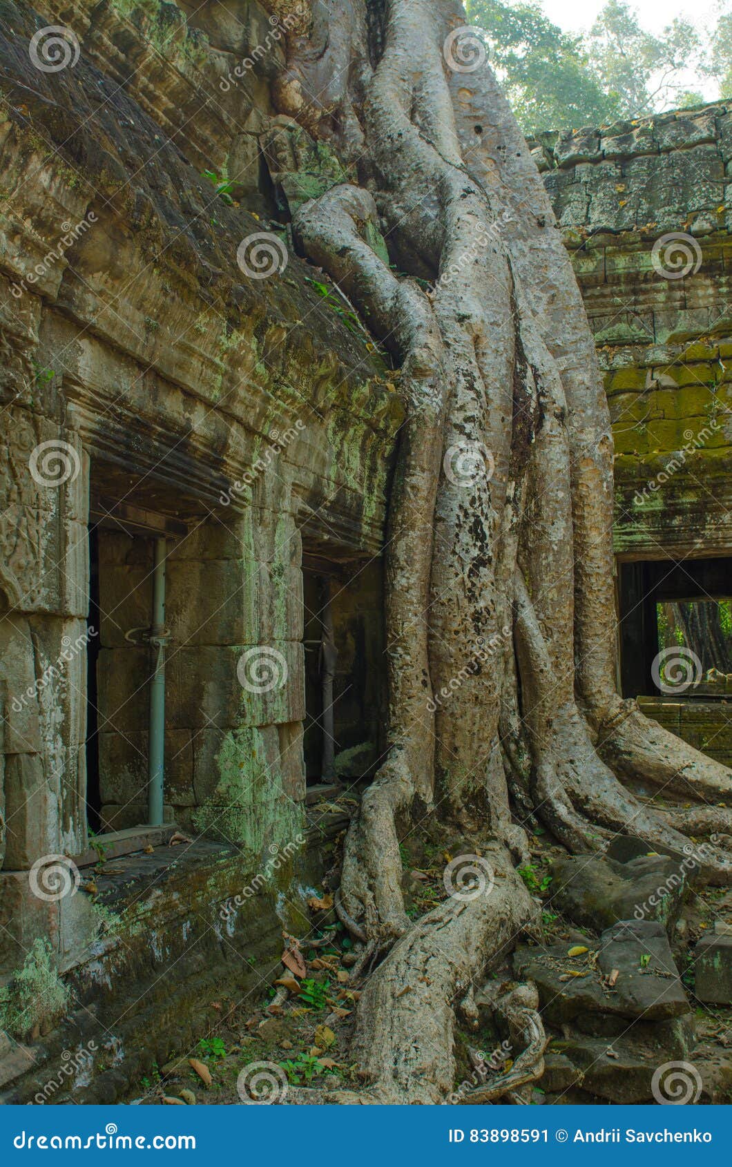Alberi Nei Complessi Del Tempio Dell'Indocina Immagine Stock - Immagine ...