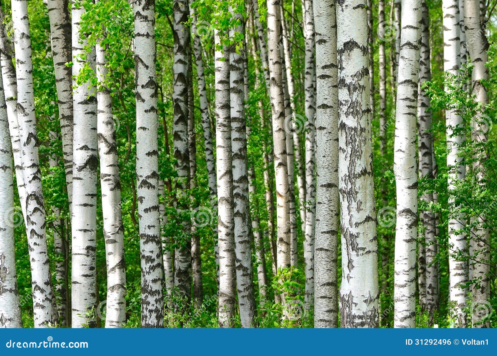 Alberi Nel Legno Di Betulla Fotografia Stock - Immagine di filiale ...