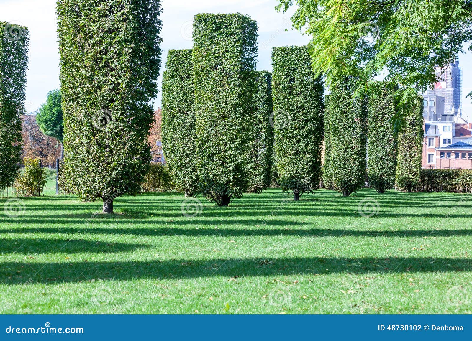 Alberi nel parco fotografia stock. Immagine di floreale - 48730102
