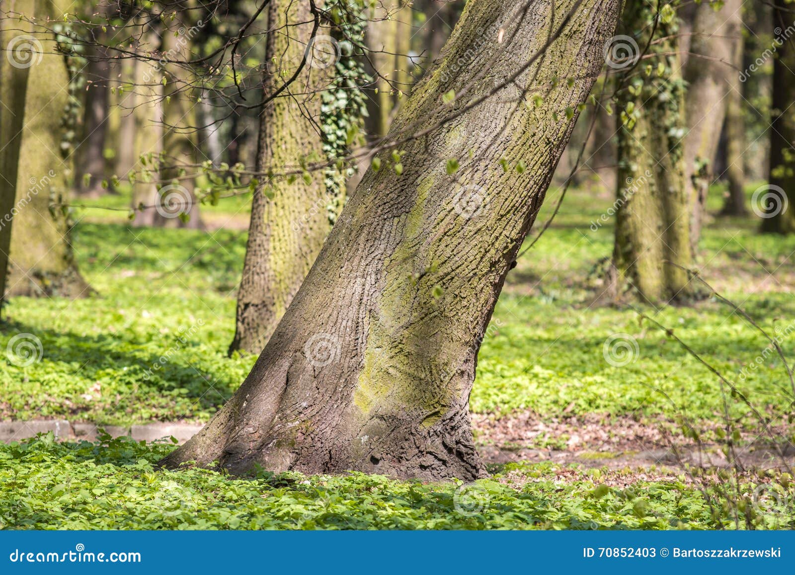 Alberi nel parco immagine stock. Immagine di sfondo, prato - 70852403