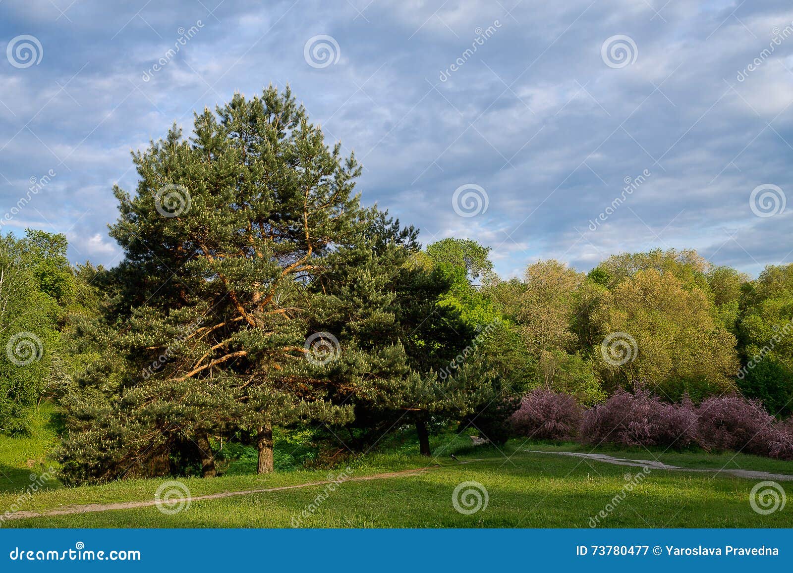 Alberi nel parco immagine stock. Immagine di cielo, flora - 73780477