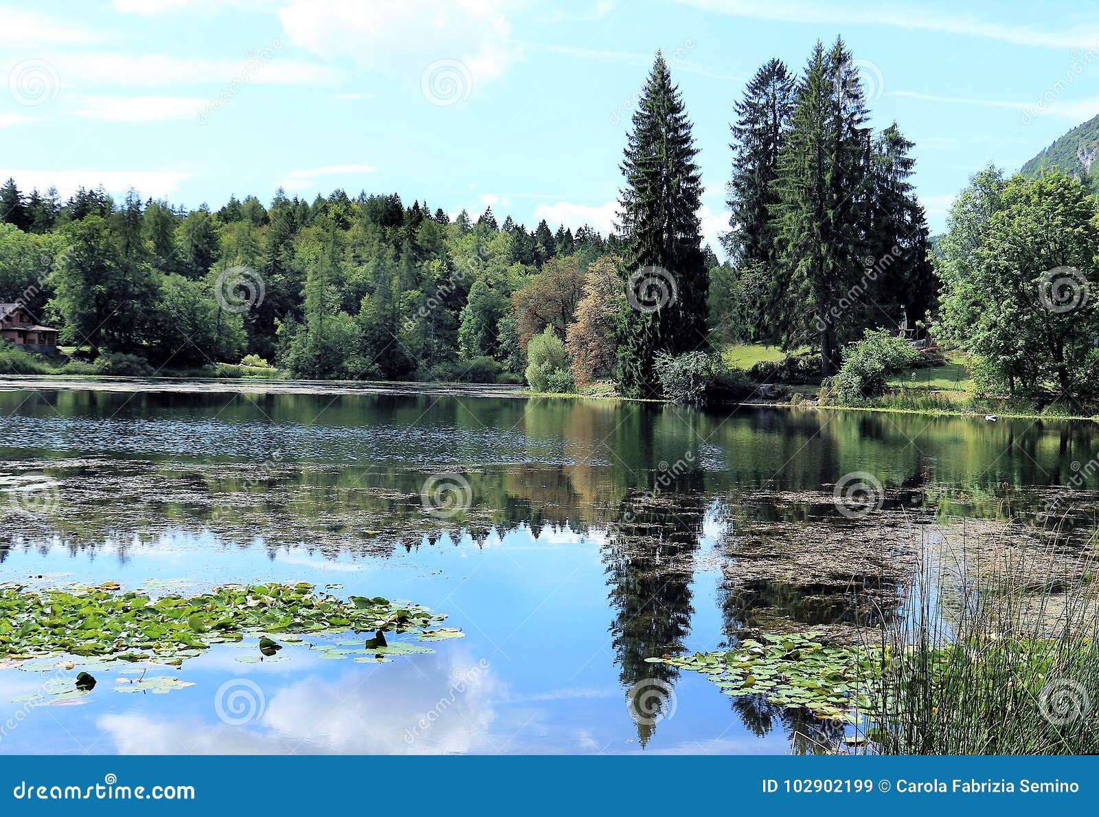 Alberi riflessi sul lago immagine stock. Immagine di riflesso - 102902199