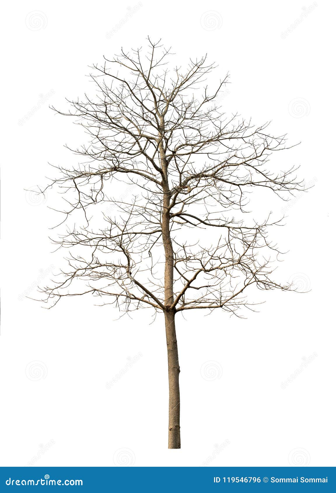 Alberi Secchi Su Un Fondo Bianco Fotografia Stock - Immagine di albero ...