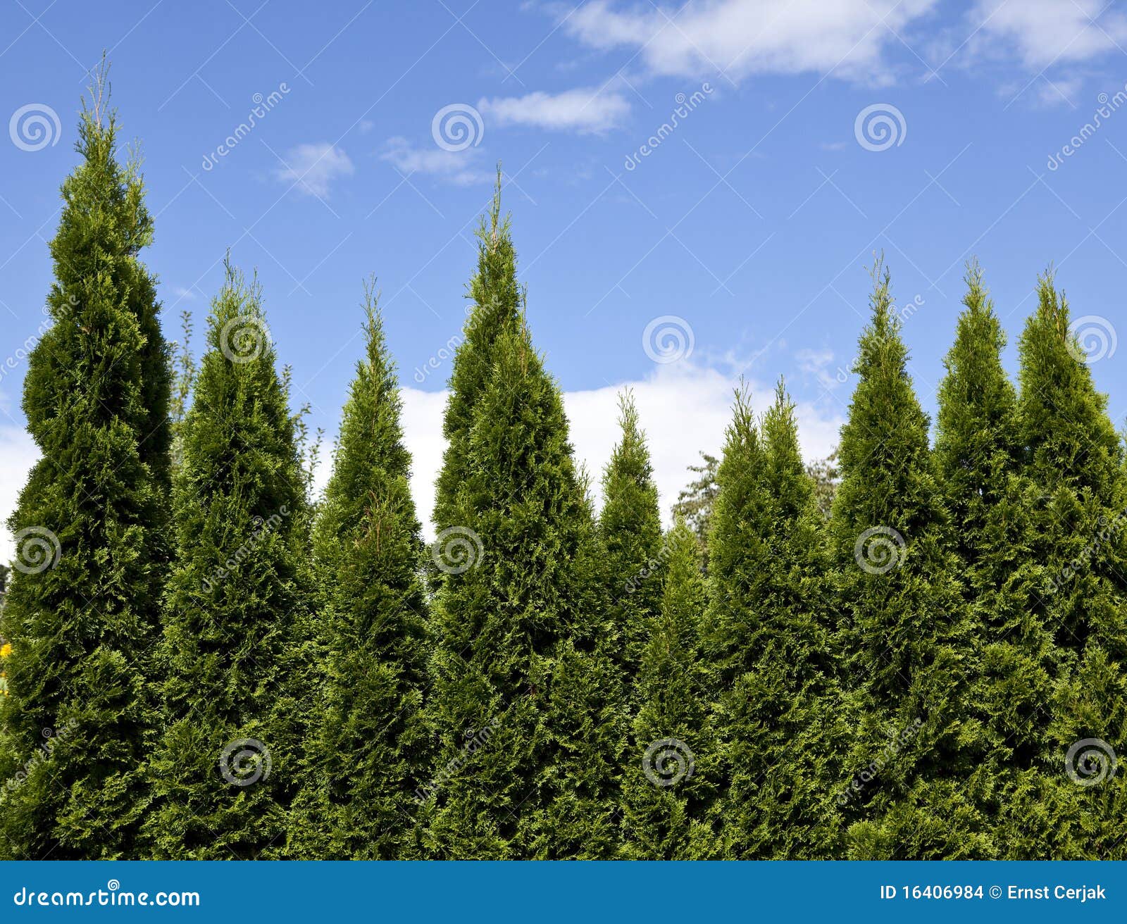 Alberi sempreverdi fotografia stock. Immagine di verde - 16406984