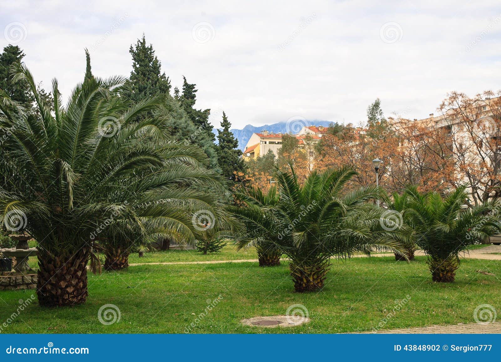Alberi sempreverdi fotografia stock. Immagine di sempreverde - 43848902