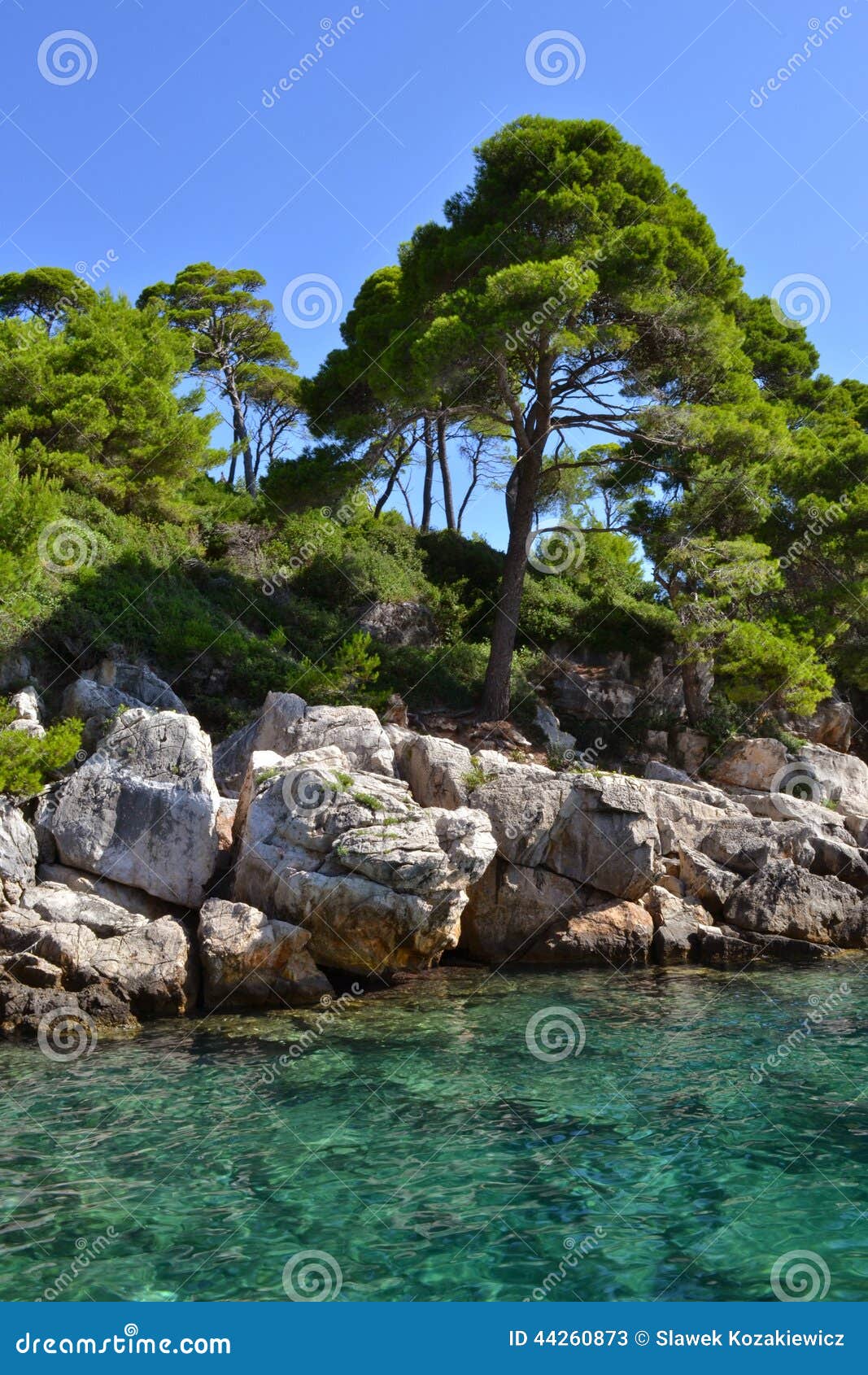 Alberi Sulla Riva Di Mare Rocciosa Immagine Stock - Immagine di ... Alberi Sulla Riva Di Mare Rocciosa Immagine Stock - Immagine di ...