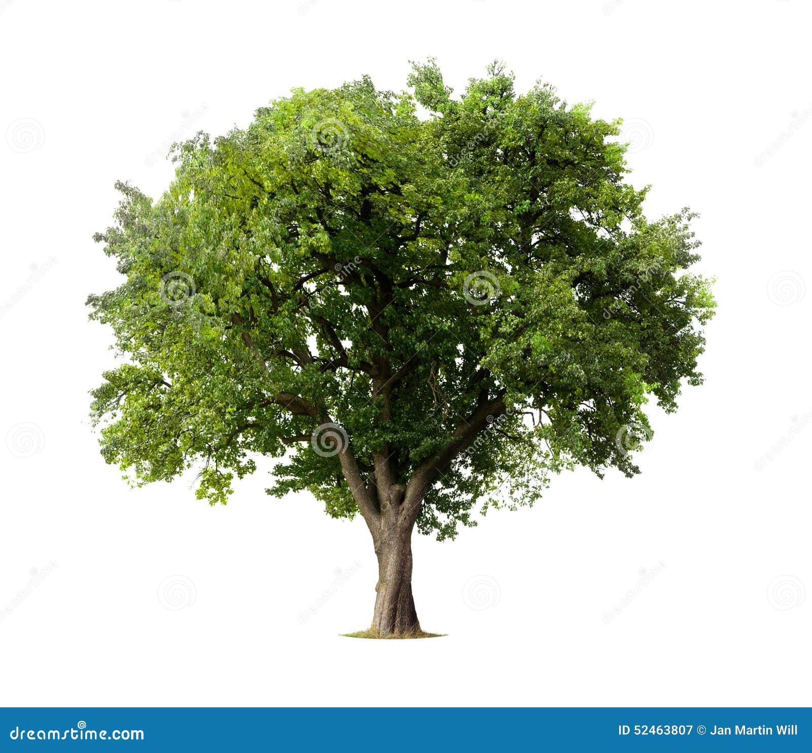 Albero immagine stock. Immagine di pianta, bianco, nave - 52463807