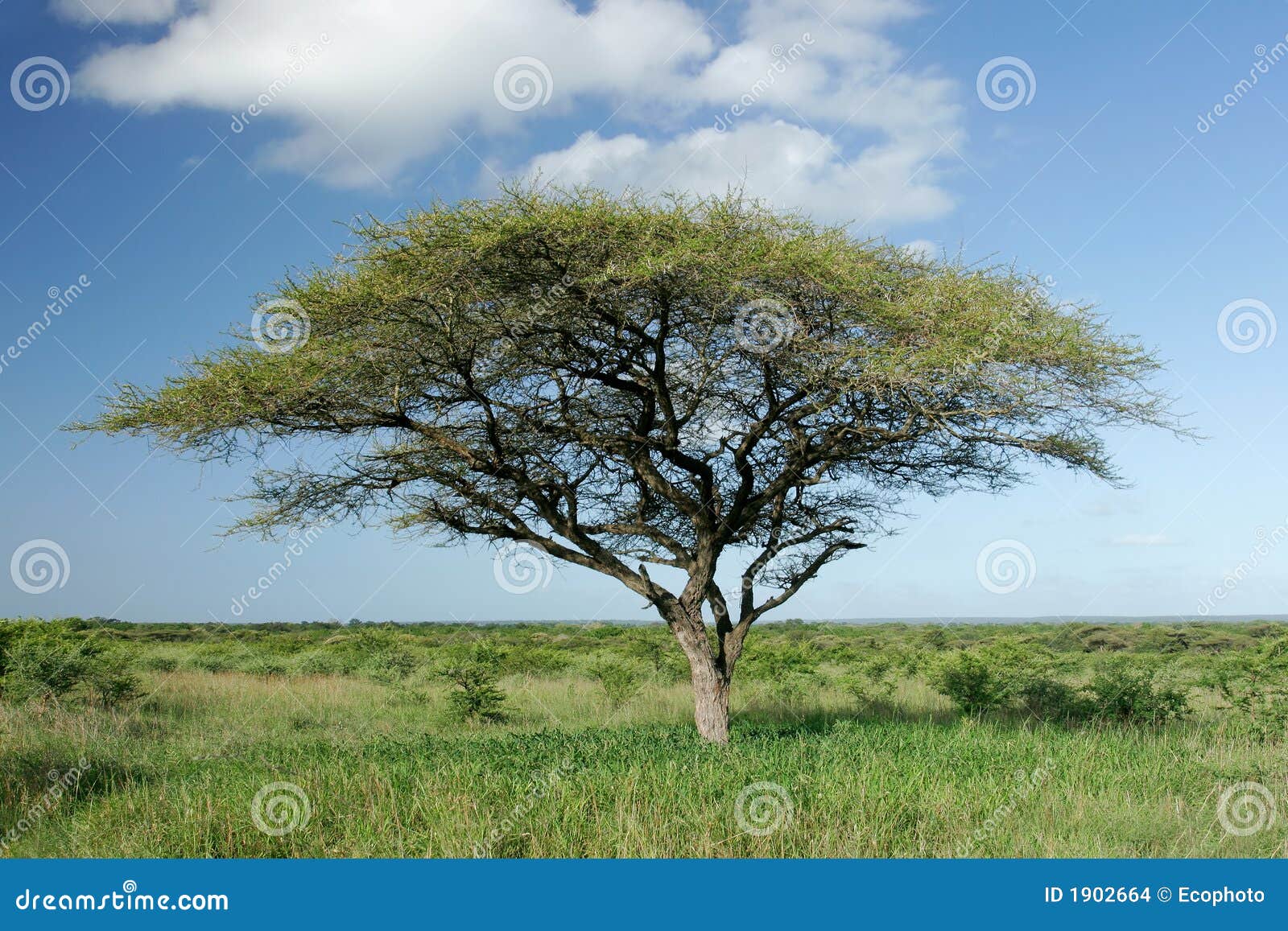 Albero Africano Dell'acacia Fotografia Stock - Immagine di filiale ...