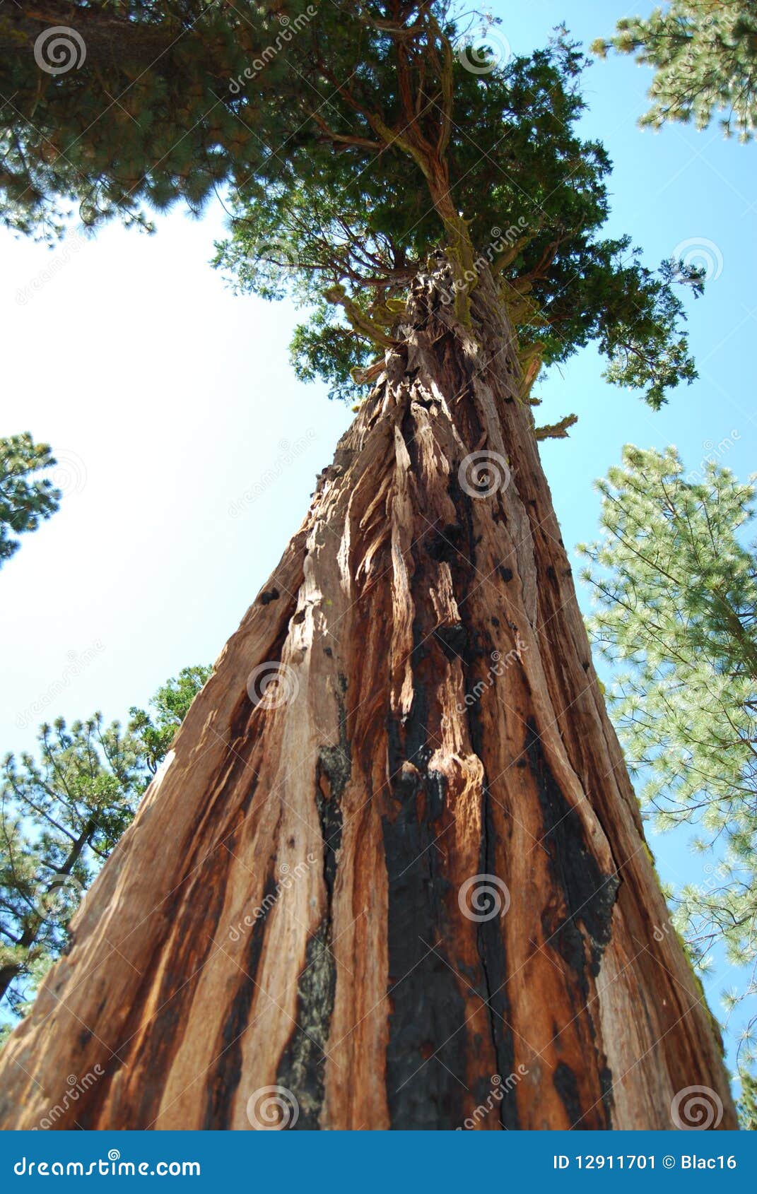 Albero alto immagine stock. Immagine di albero, cielo - 12911701