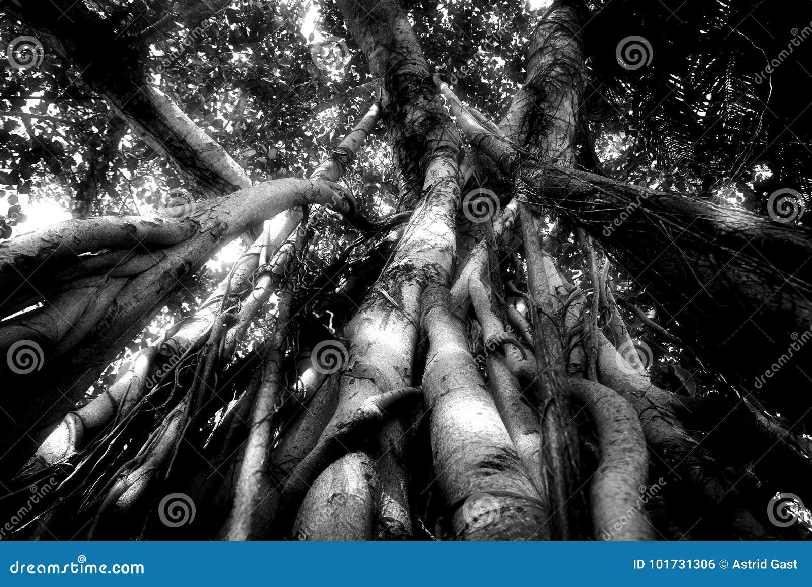 Albero Alto Con Molte Radici Aeree in Bianco E Nero Fotografia Stock ...