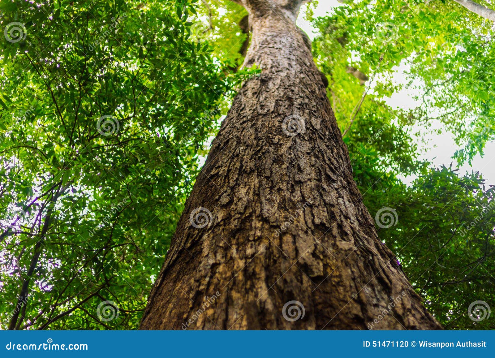 Albero alto in foresta fotografia stock. Immagine di pioggia - 51471120