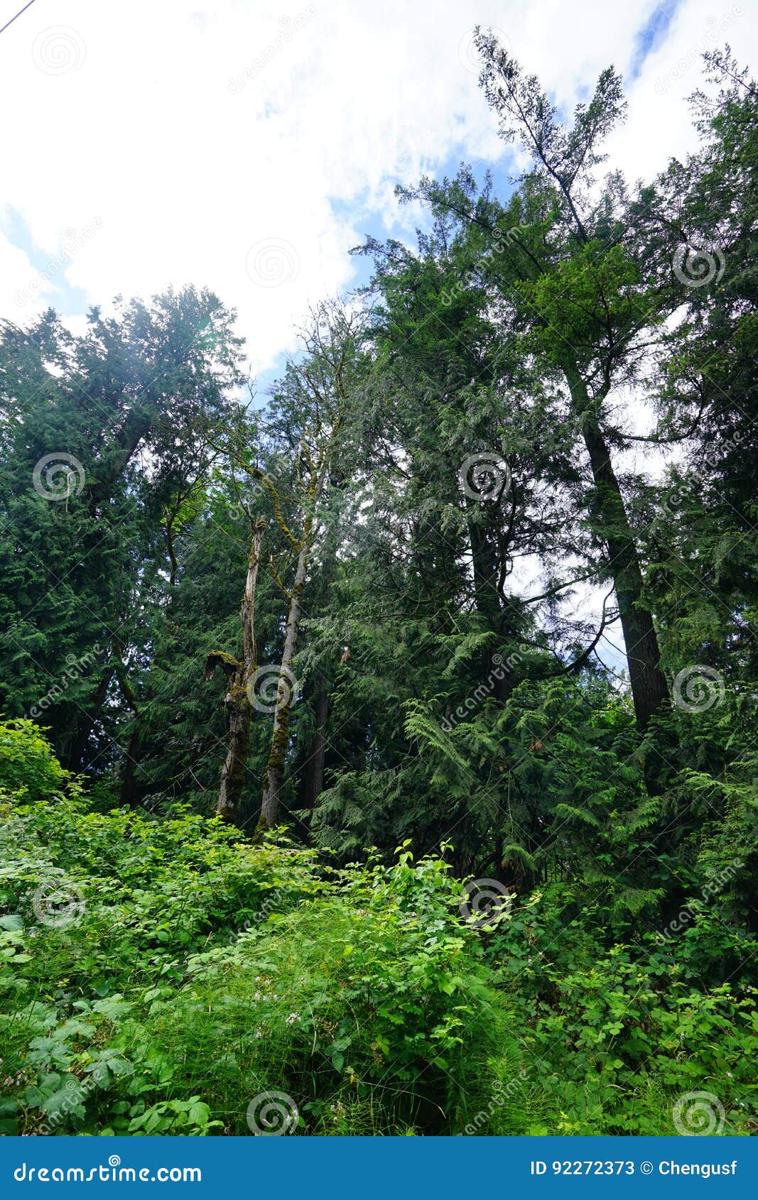 Albero Alto in Washington State Immagine Stock - Immagine di cadute ...