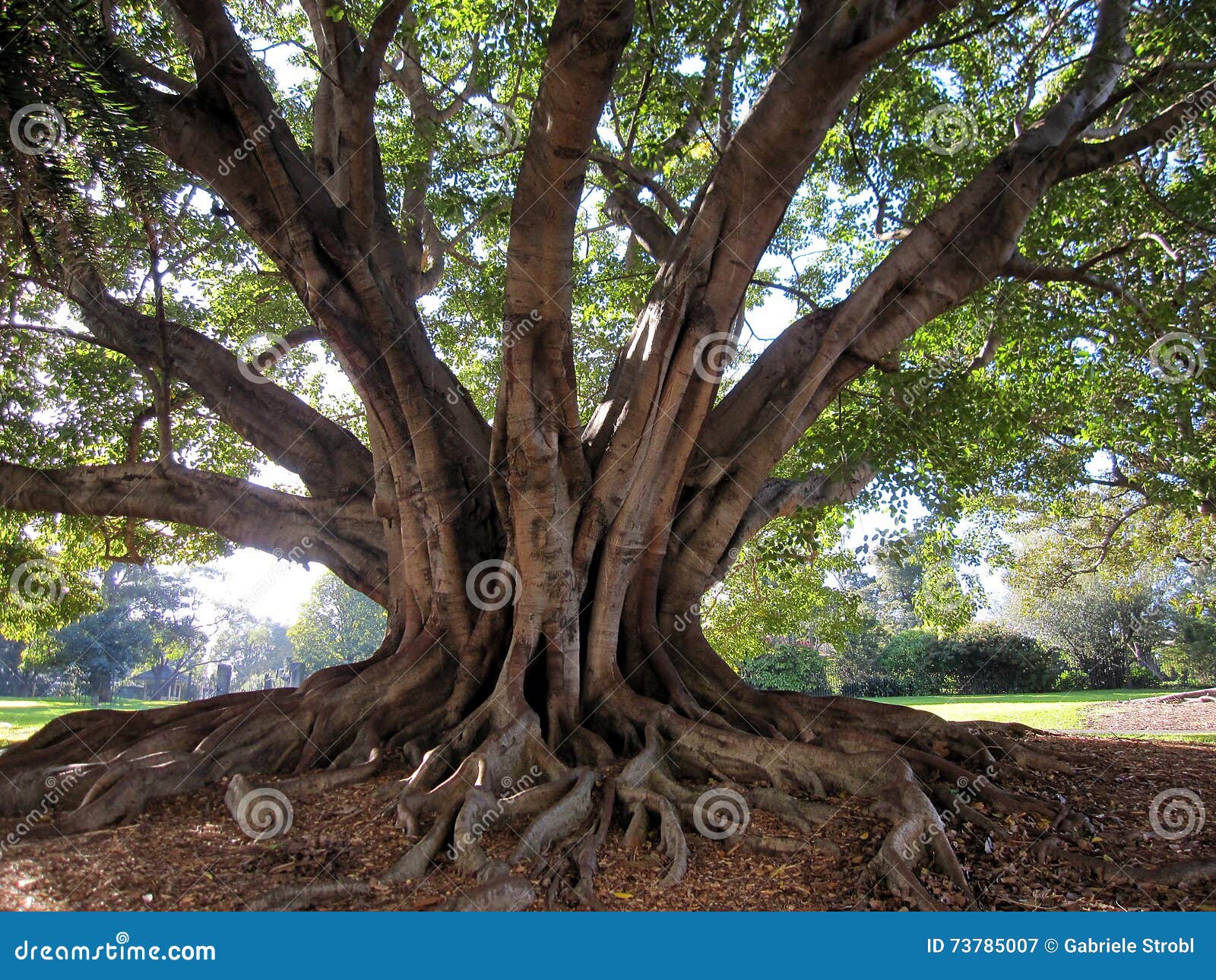 Albero australiano enorme immagine stock. Immagine di potente - 73785007