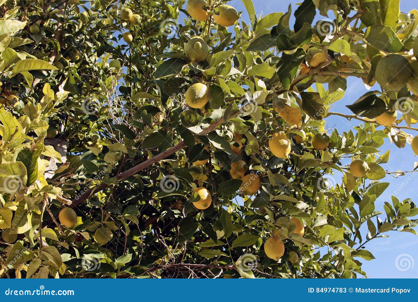 Albero Con Il Limone Della Frutta Immagine Stock - Immagine di colore ...
