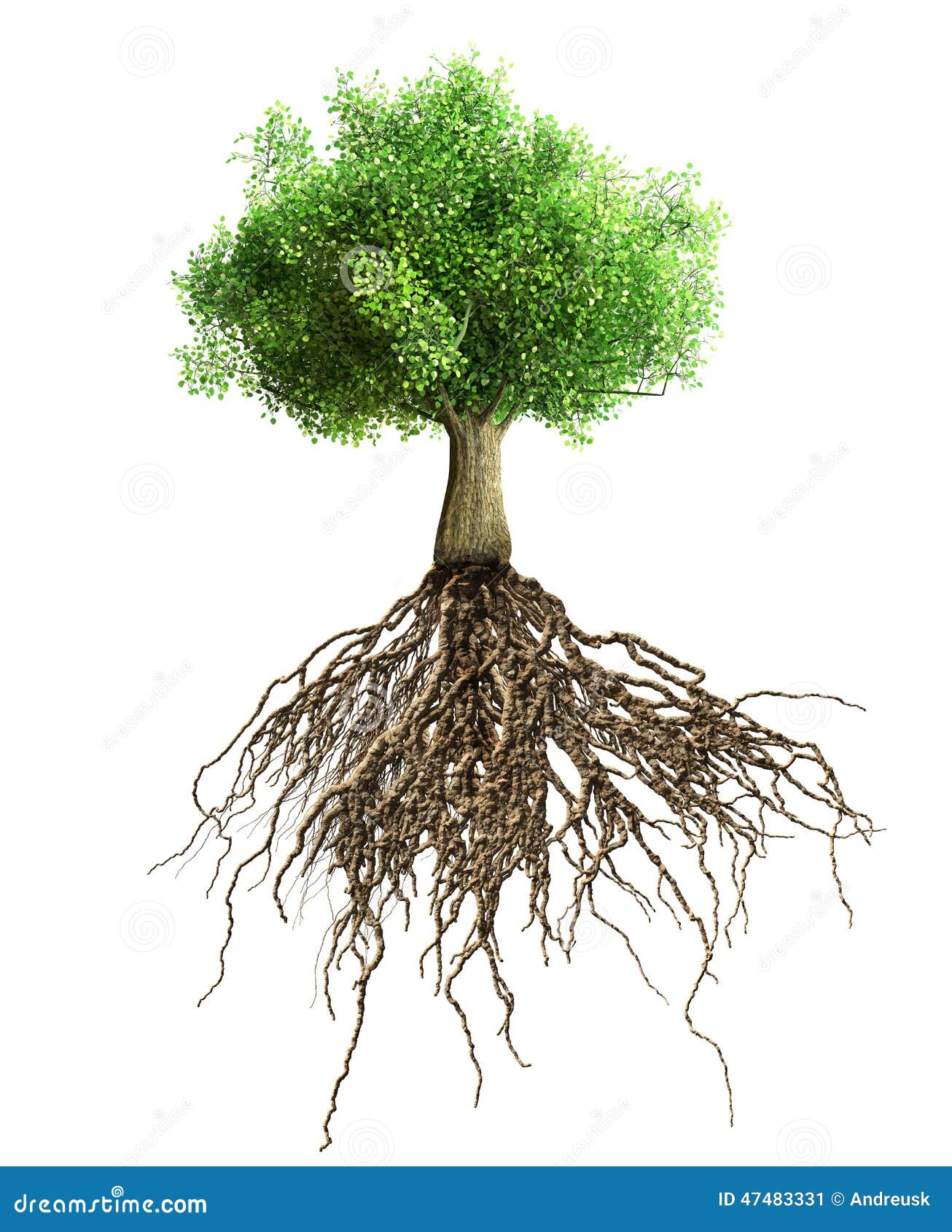 Albero con le radici immagine stock. Illustrazione di albero - 47483331