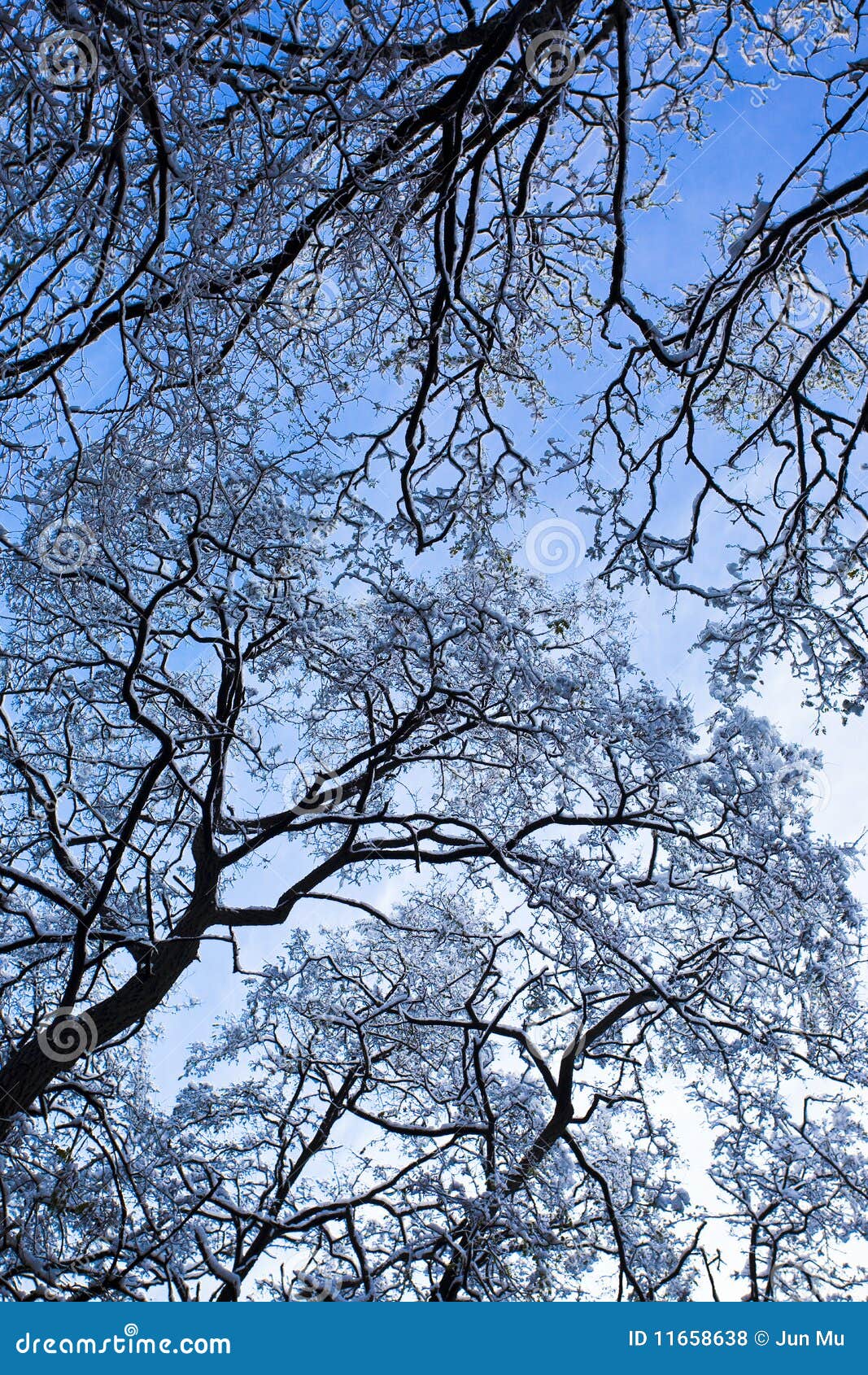 Albero con neve fotografia stock. Immagine di sfondo - 11658638