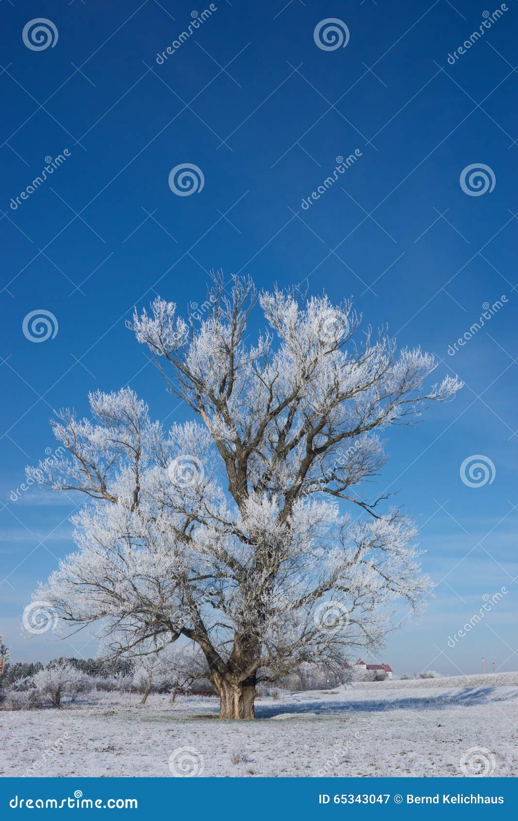 Albero Con Neve Bianca in Cielo Blu Immagine Stock - Immagine di freddo ...