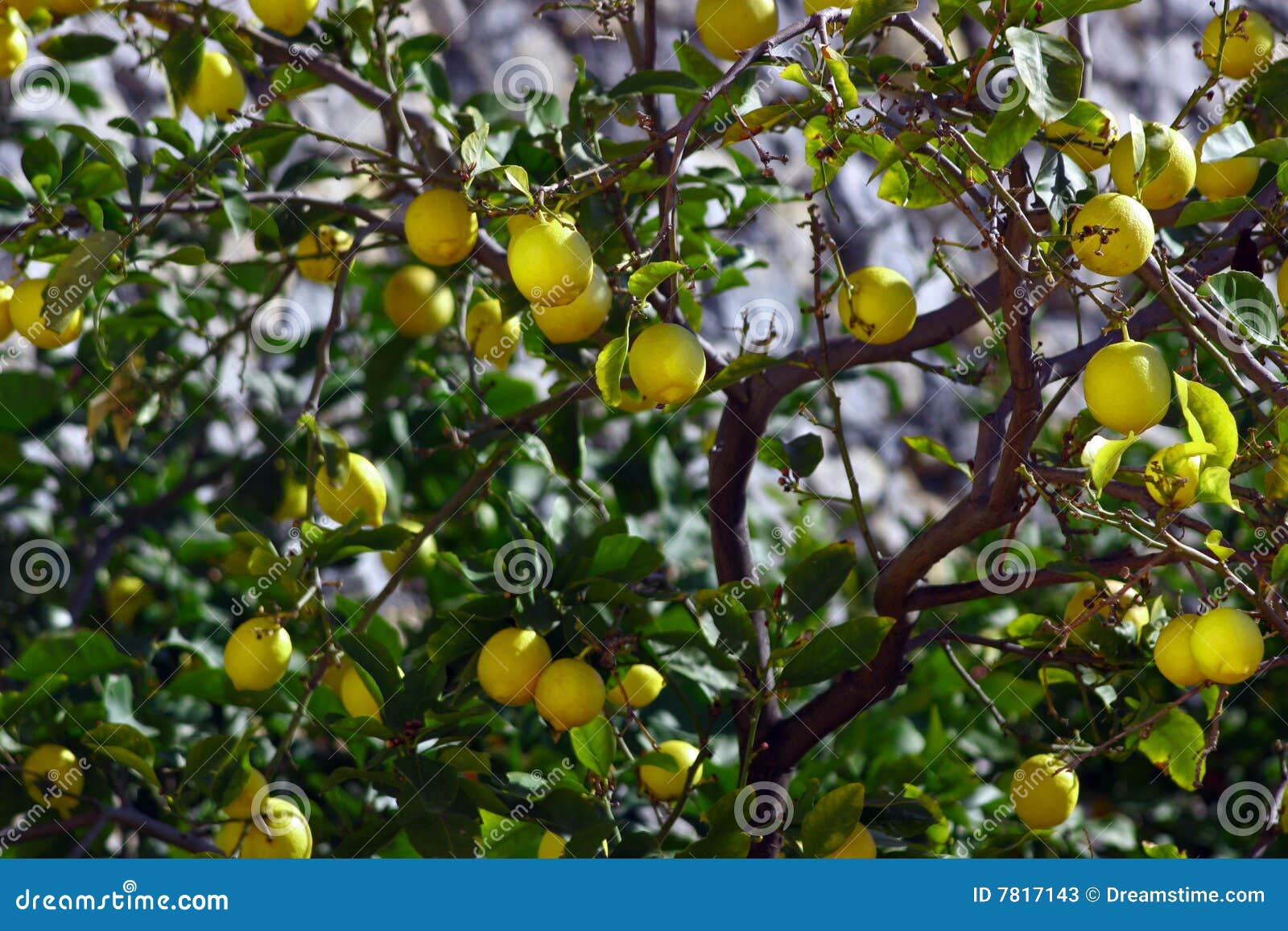 Albero dei limoni immagine stock. Immagine di limoni, limone - 7817143