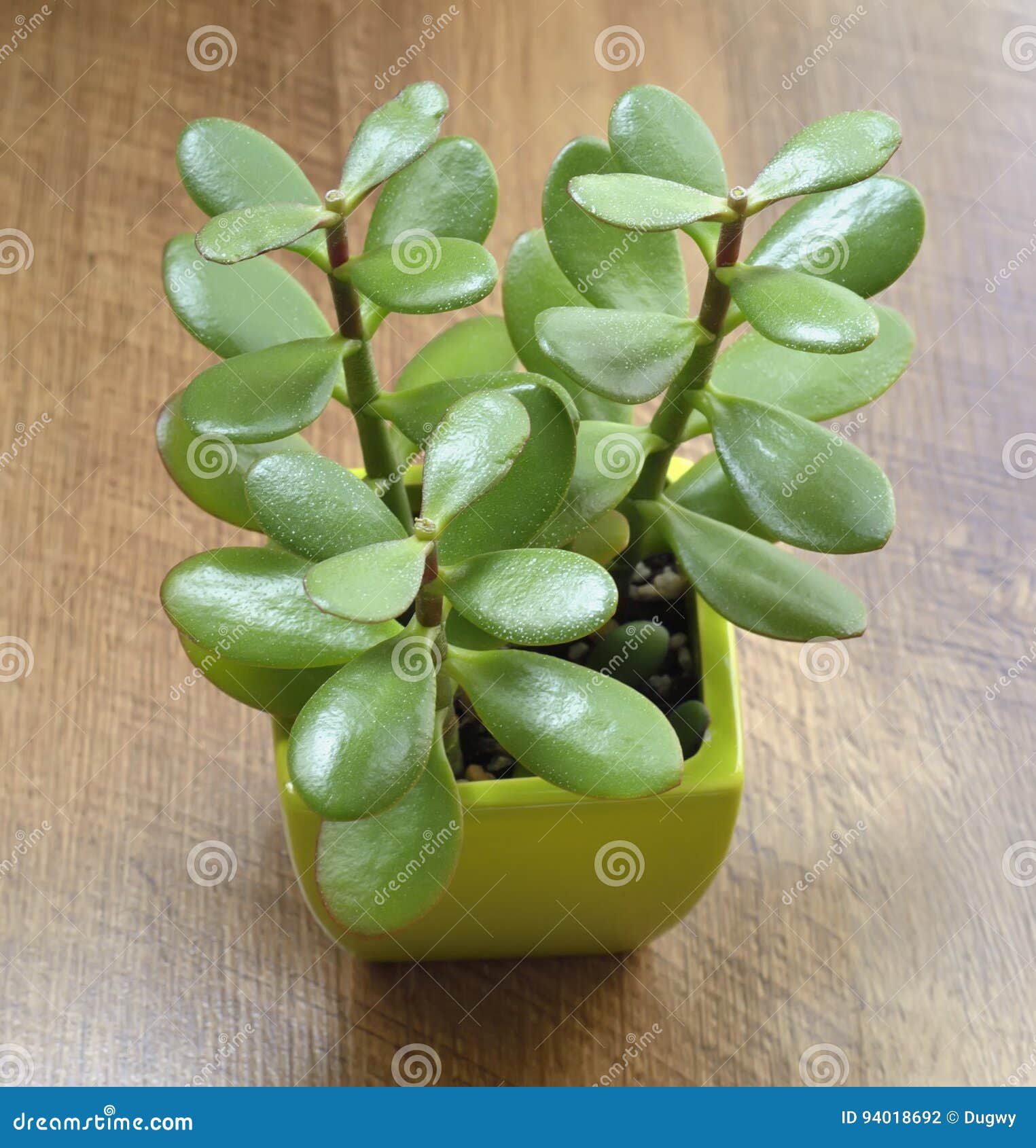 Albero Dei Soldi Della Pianta Della Giada Della Crassula Della Pianta ... Albero Dei Soldi Della Pianta Della Giada Della Crassula Della Pianta ...