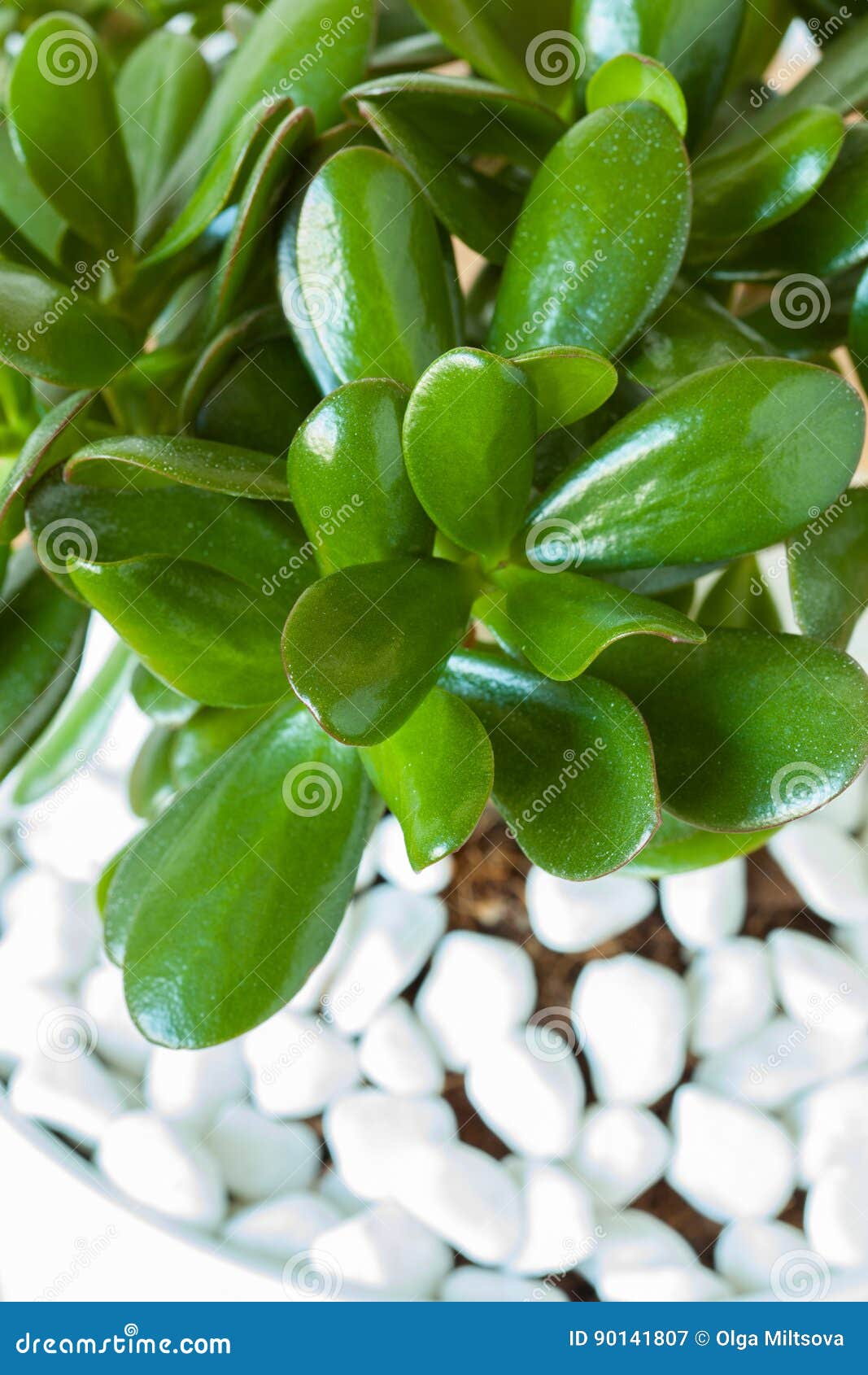 Albero Dei Soldi Della Pianta Della Giada Di Ovata Della Crassula Della ... Albero Dei Soldi Della Pianta Della Giada Di Ovata Della Crassula Della ...