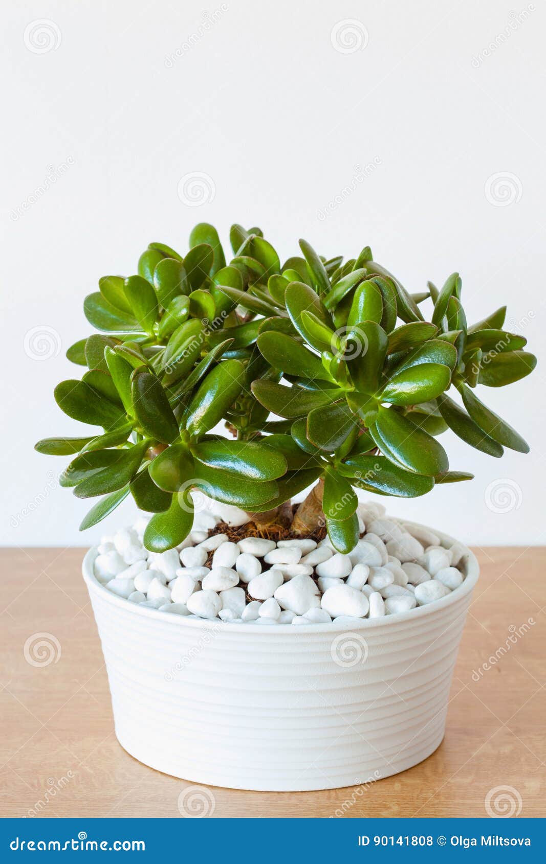 Albero Dei Soldi Della Pianta Della Giada Di Ovata Della Crassula Della ... Albero Dei Soldi Della Pianta Della Giada Di Ovata Della Crassula Della ...