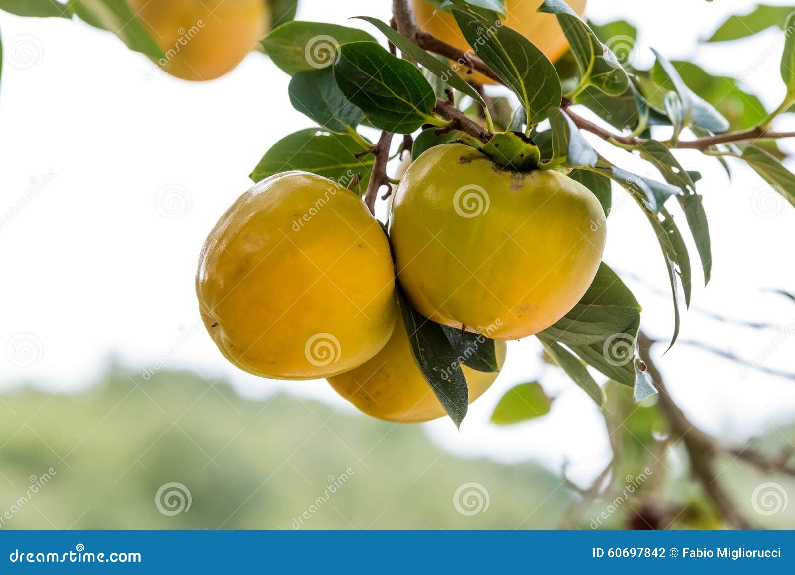 Albero Del Cachi (cachi) Con I Frutti Fotografia Stock - Immagine di ...