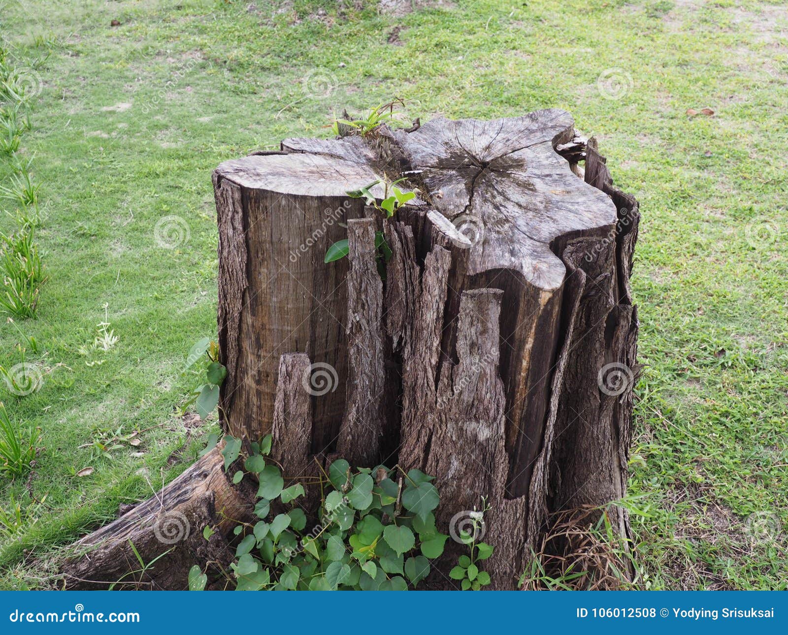 Albero Del Ceppo Sulla Spiaggia Fotografia Stock - Immagine di organico ...