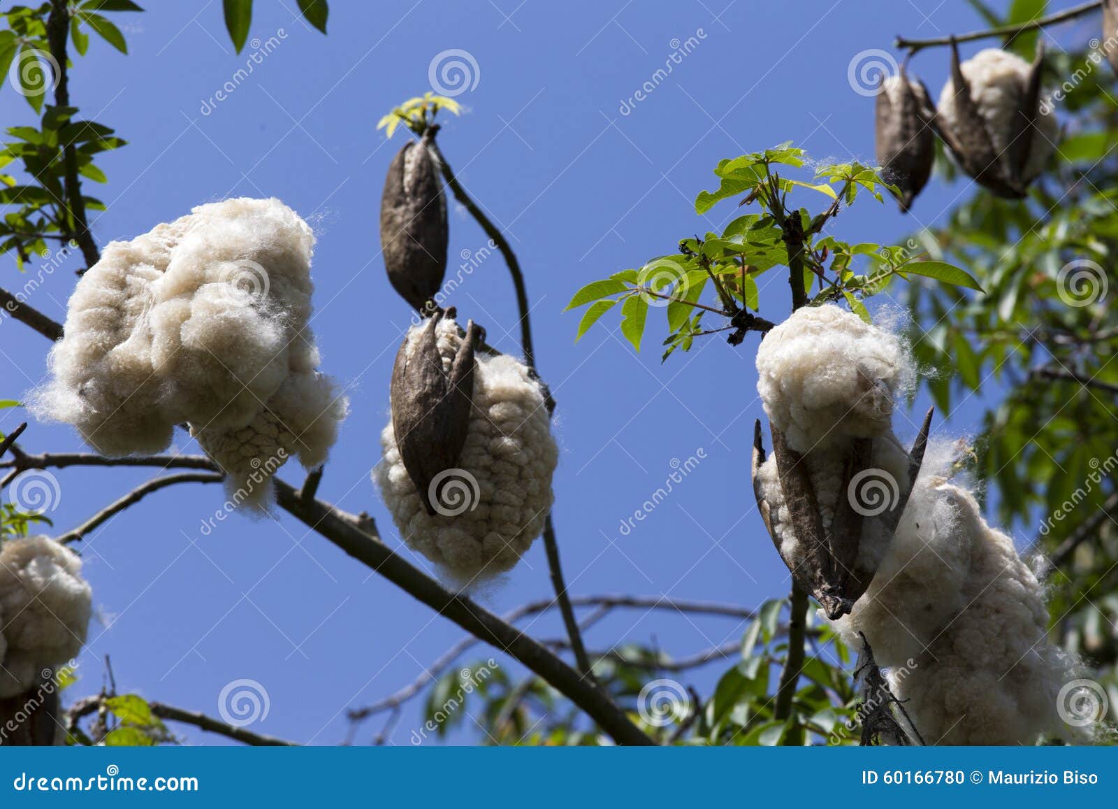 Albero del cotone di seta fotografia stock. Immagine di indonesia ...