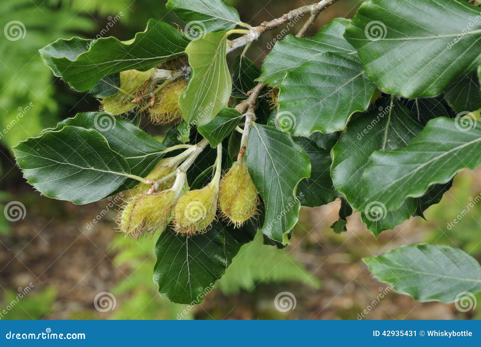 Albero Del Faggio Sull'albero Immagine Stock - Immagine di legno ...