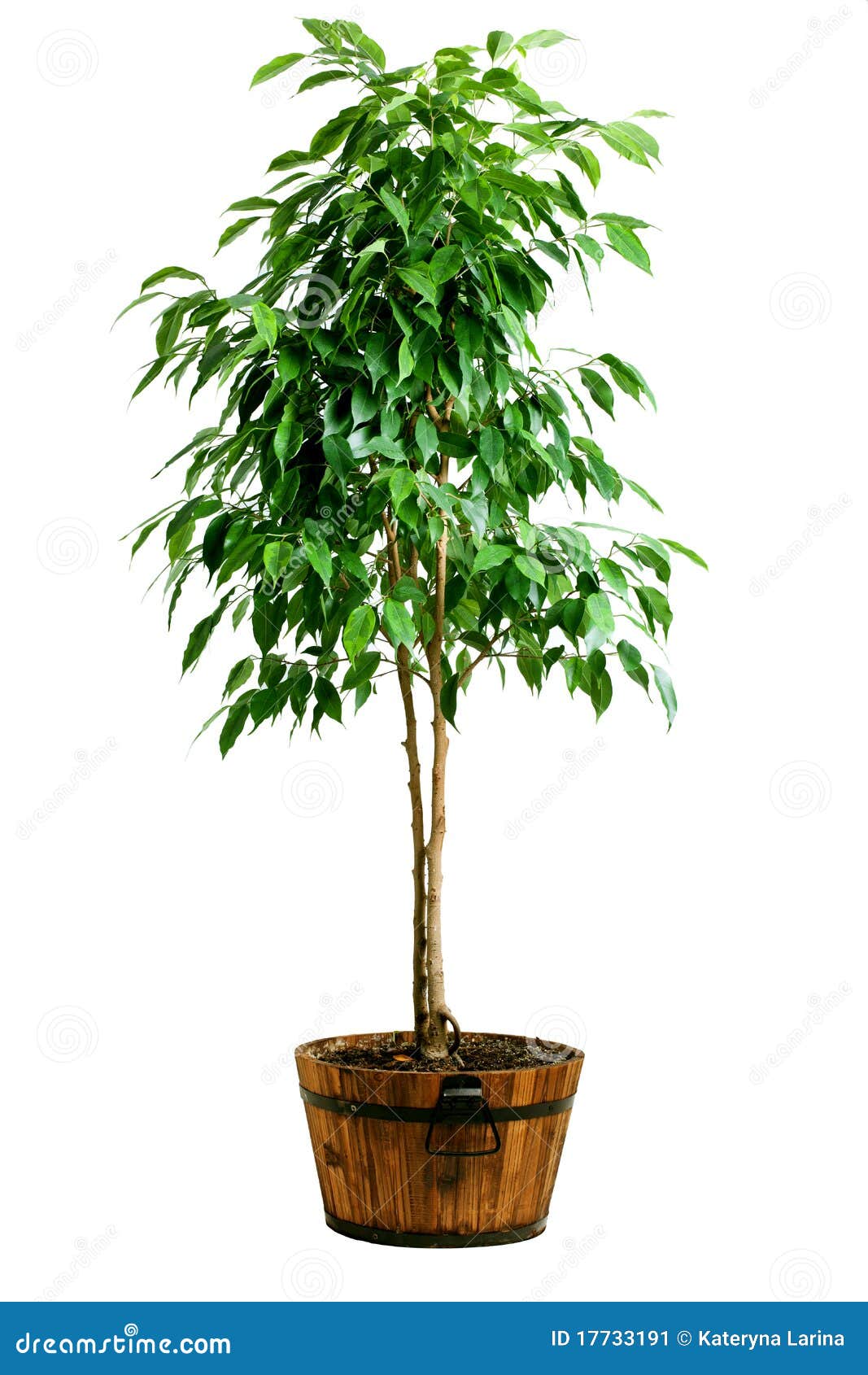 Albero del Ficus in POT immagine stock. Immagine di decorazione - 17733191