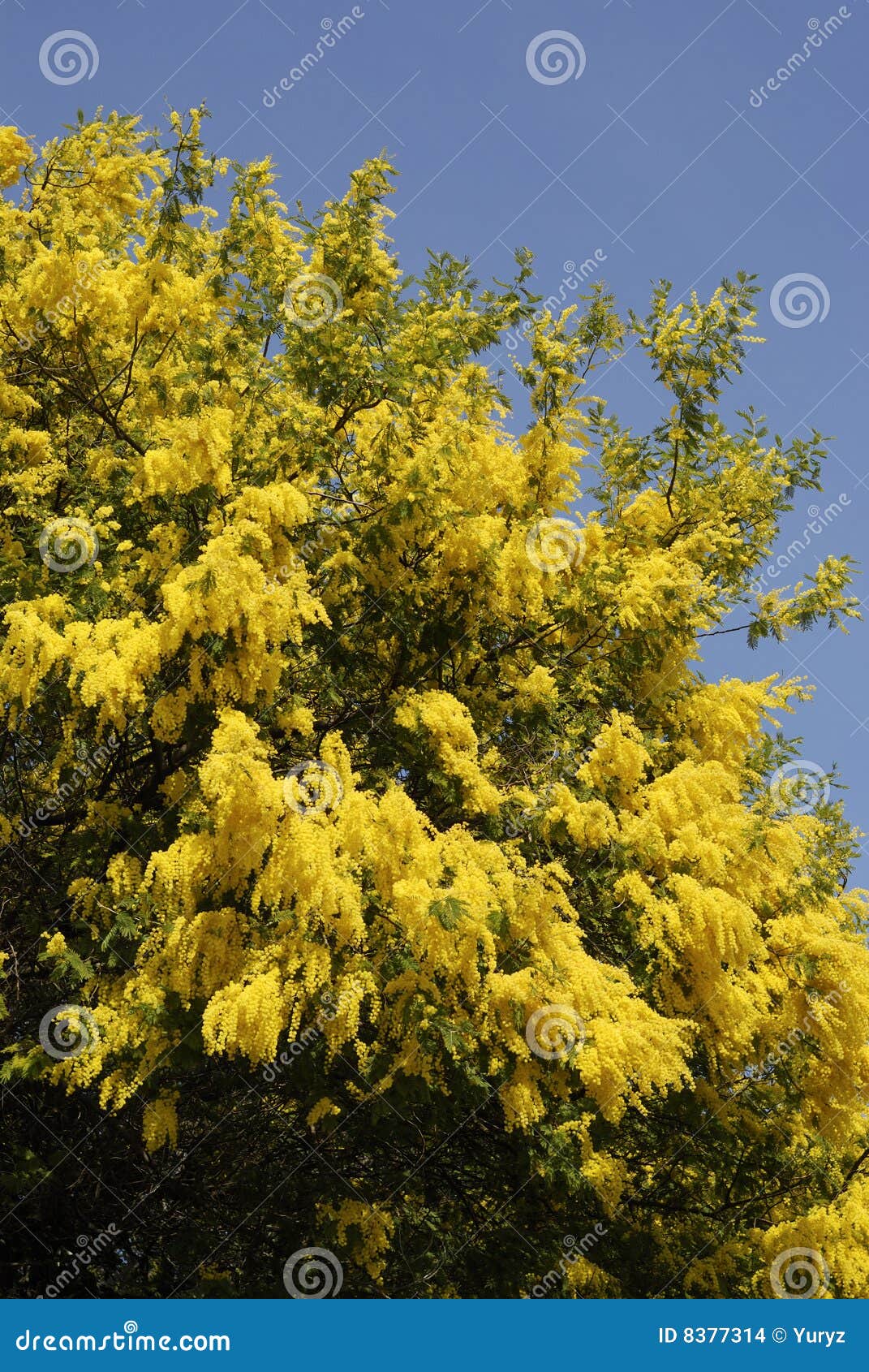 Albero Del Mimosa Del Fiore Fotografia Stock - Immagine di fiore ...