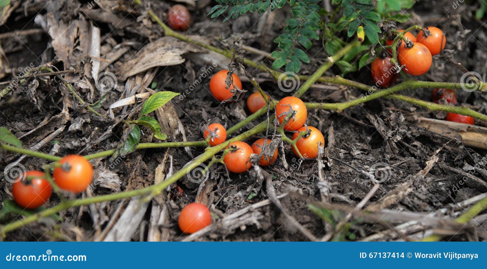 Albero Del Pomodoro Della Vite Fotografia Stock - Immagine di naughty ...