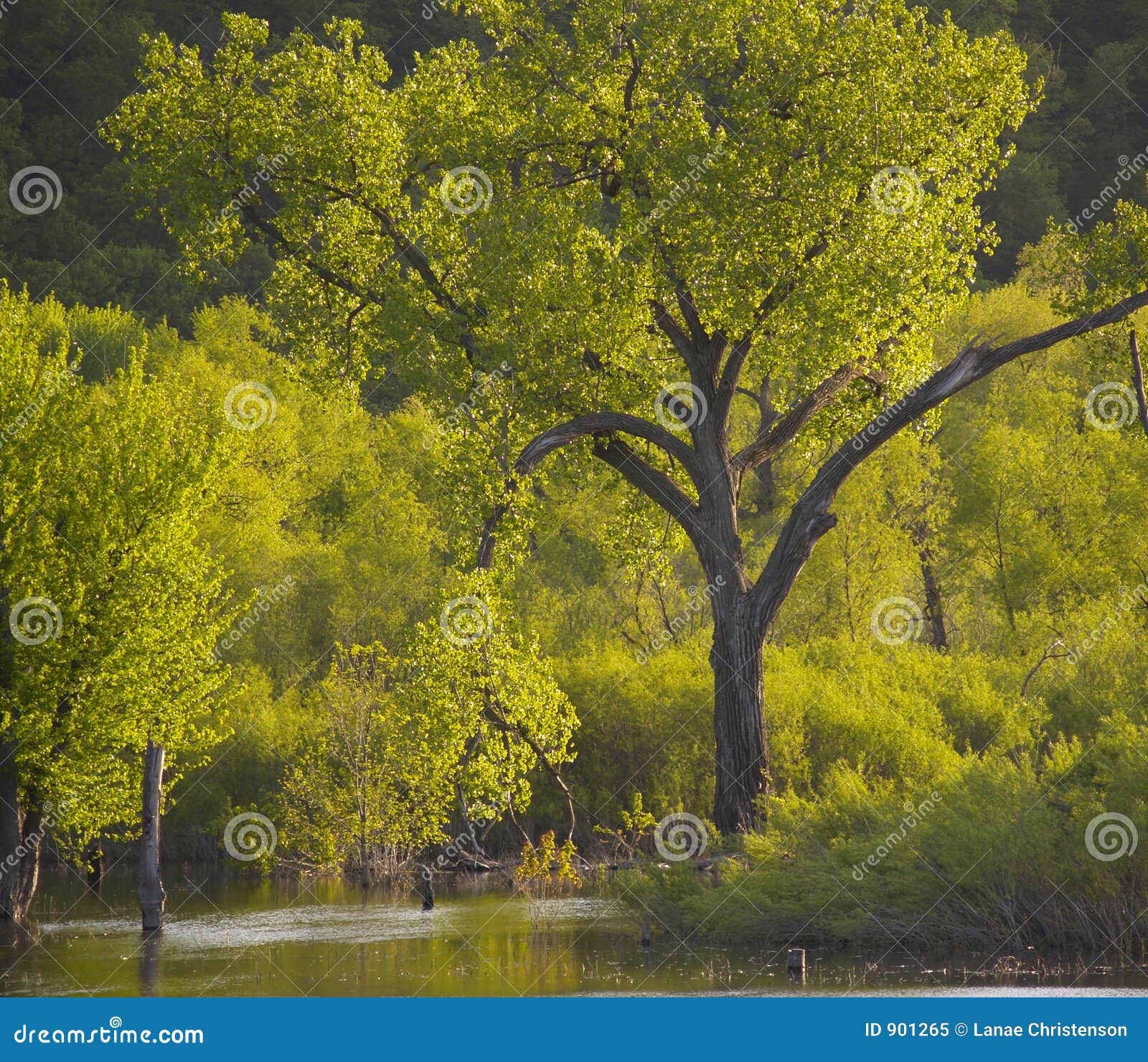 Albero del salmo 1 immagine stock. Immagine di ambiente - 901265