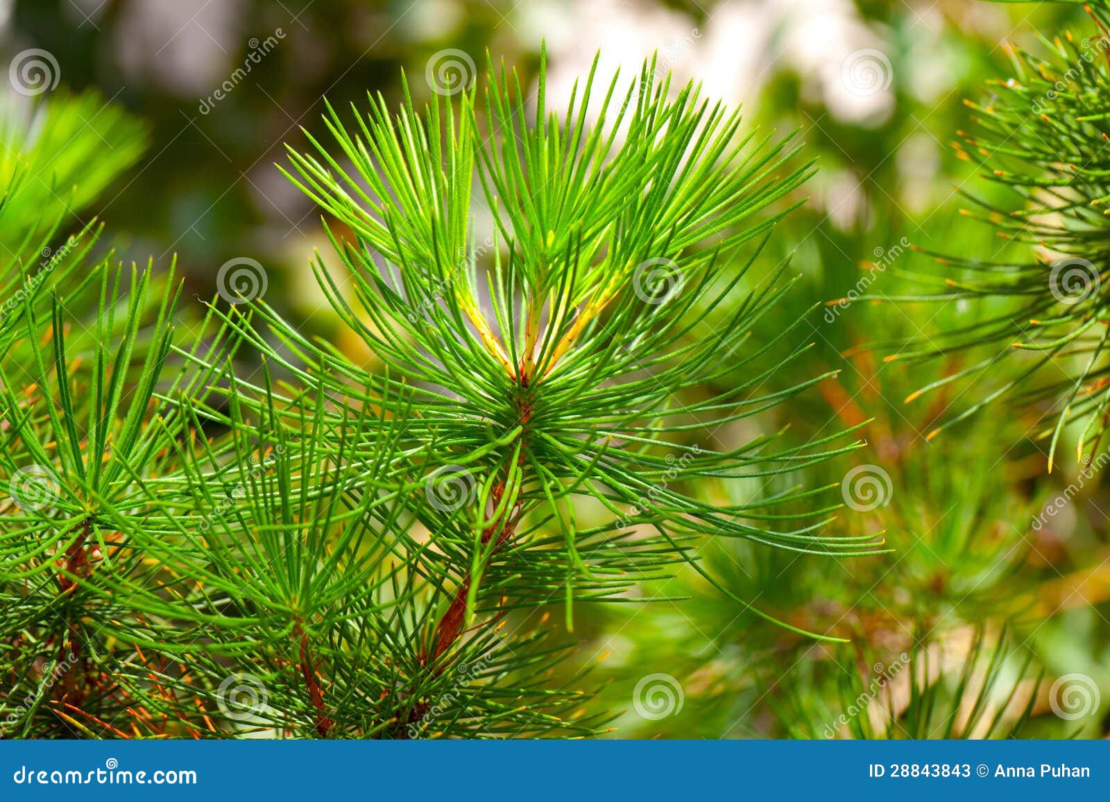 Albero Del Sempreverde Della Conifera Immagine Stock - Immagine di ...