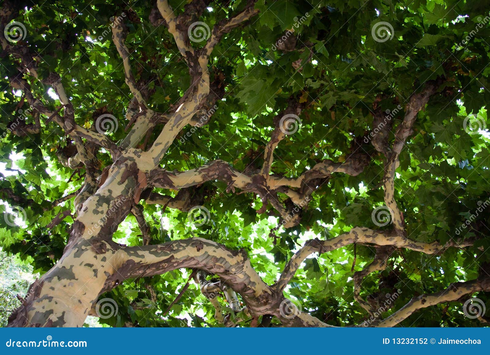 Albero Del Sicomoro Fotografia Stock - Immagine: 13232152