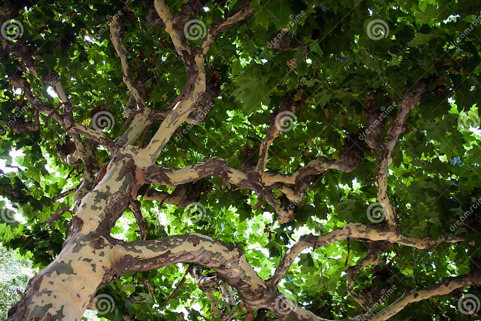 Albero del sicomoro fotografia stock. Immagine di filiali - 13232152