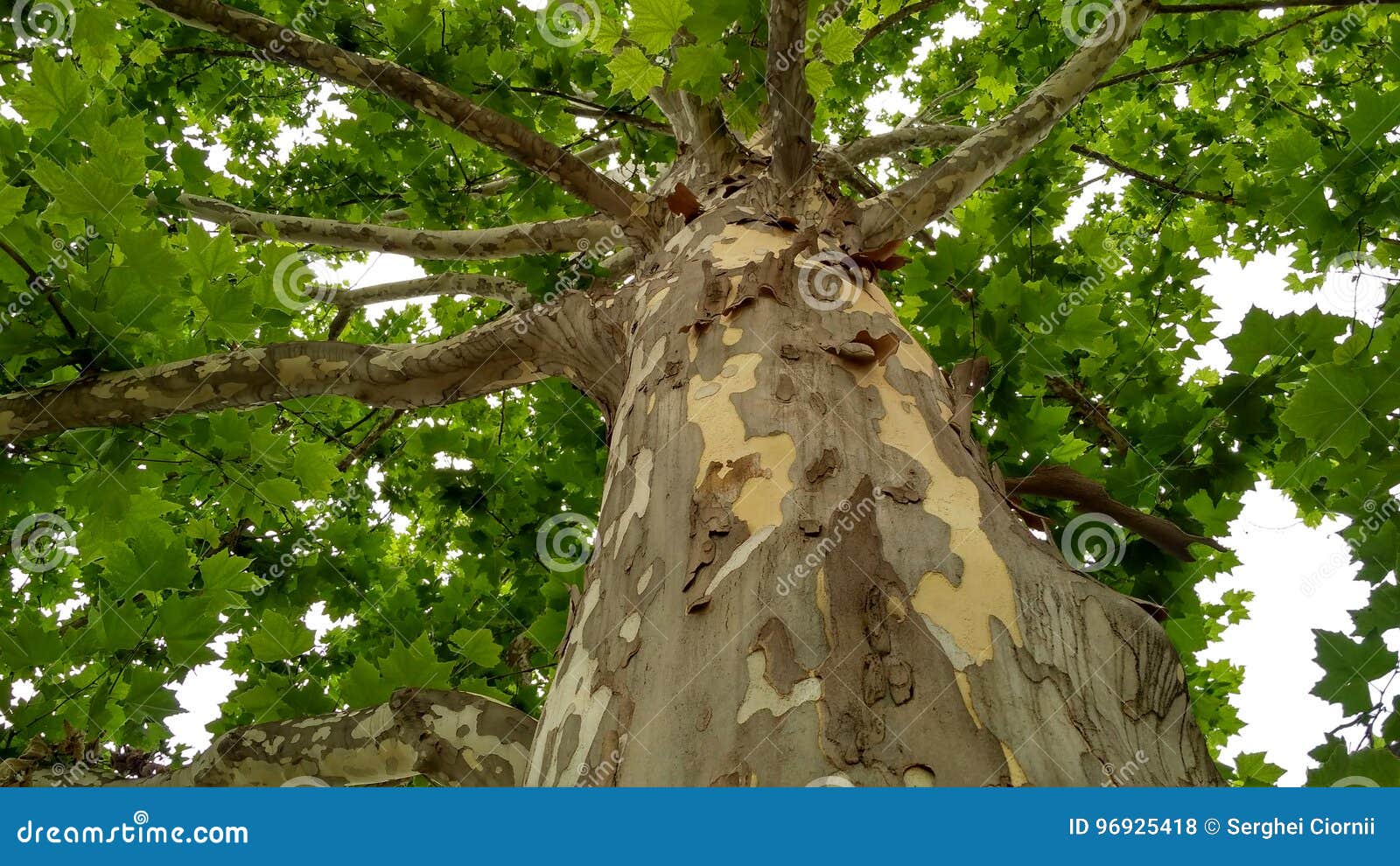 Albero del sicomoro fotografia stock. Immagine di filiali - 96925418