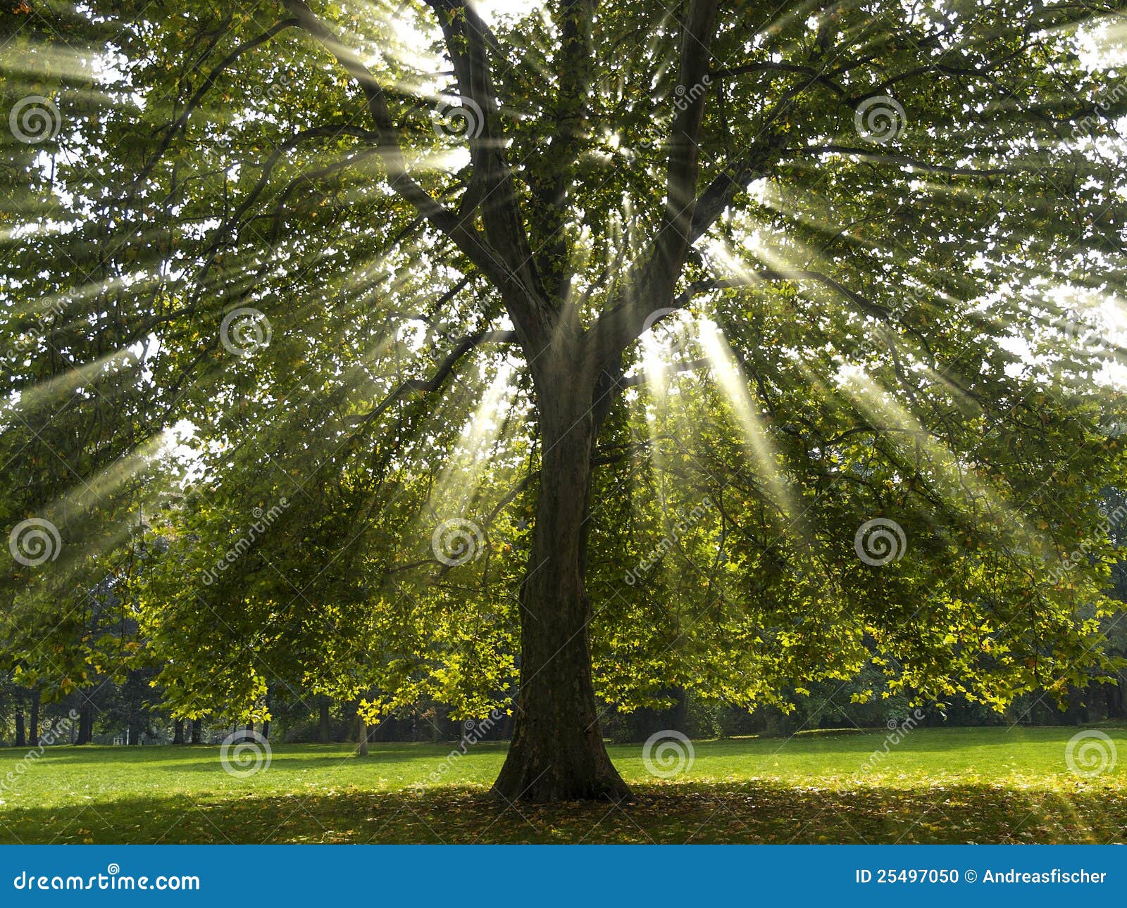 Albero Del Sicomoro Al Sole Fotografia Stock - Immagine di albero ...
