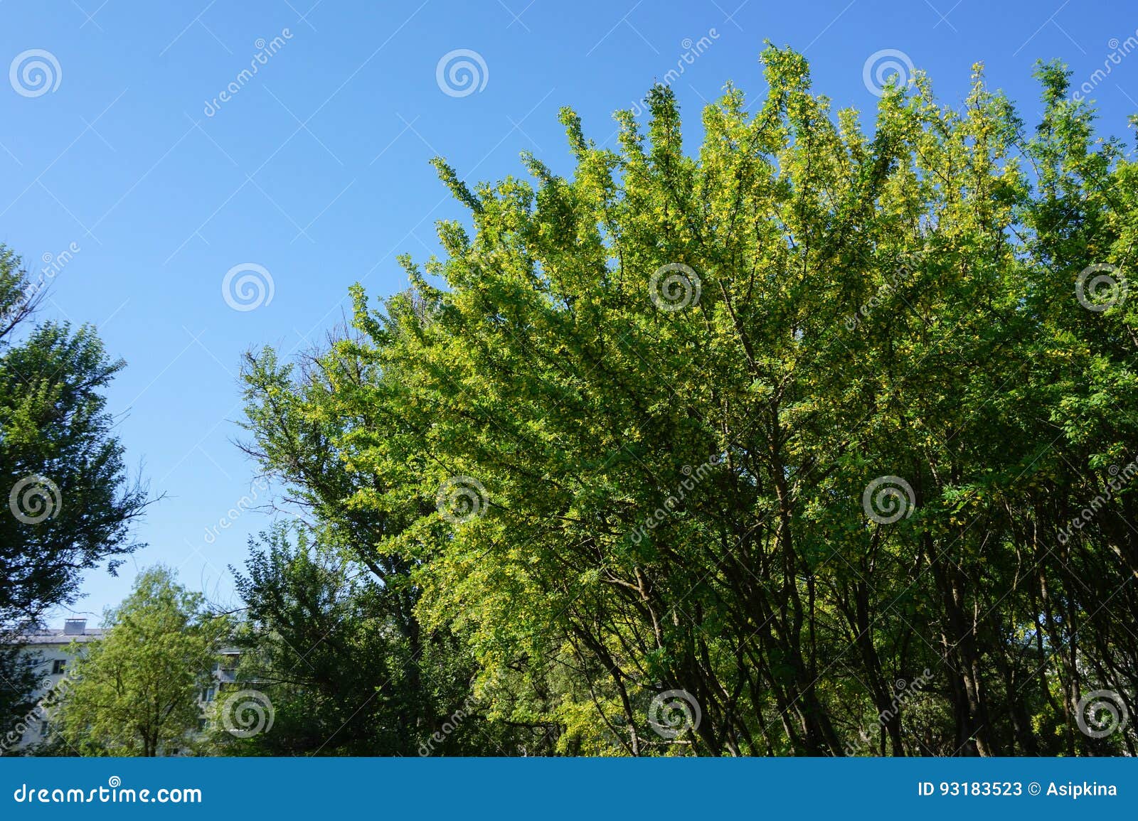 Albero dell'acacia immagine stock. Immagine di sbocciare - 93183523