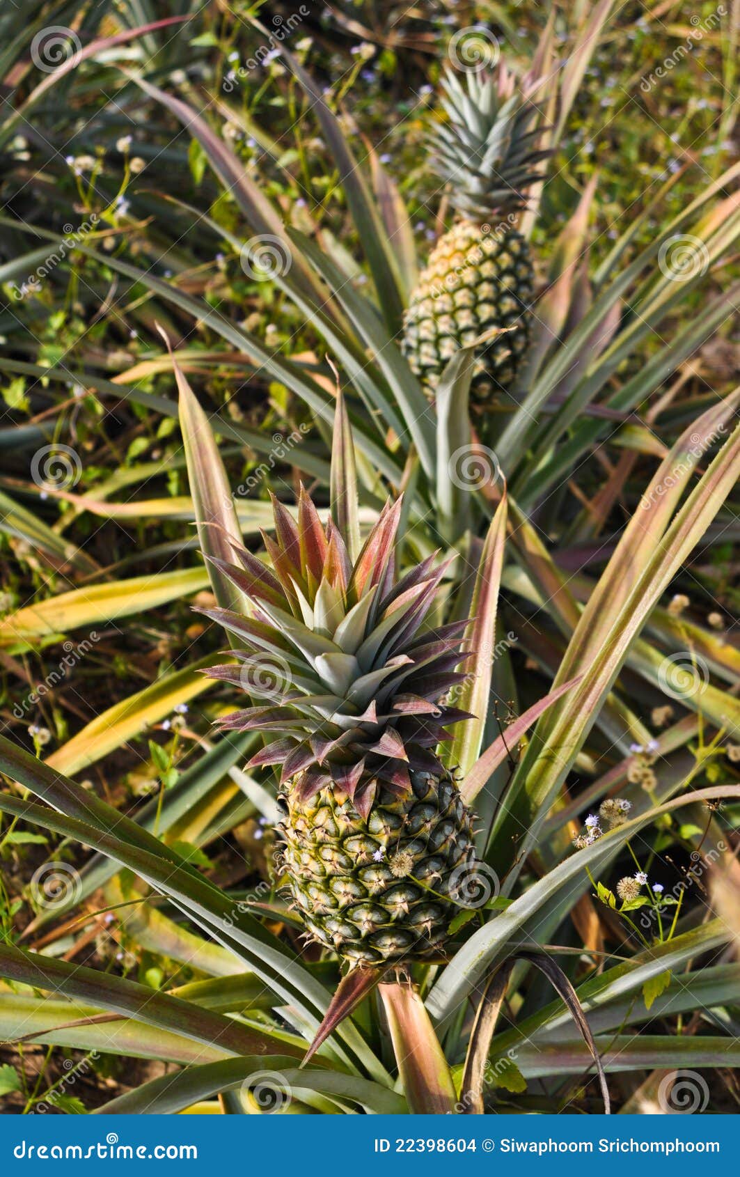 Albero dell'ananas fotografia stock. Immagine di podere - 22398604