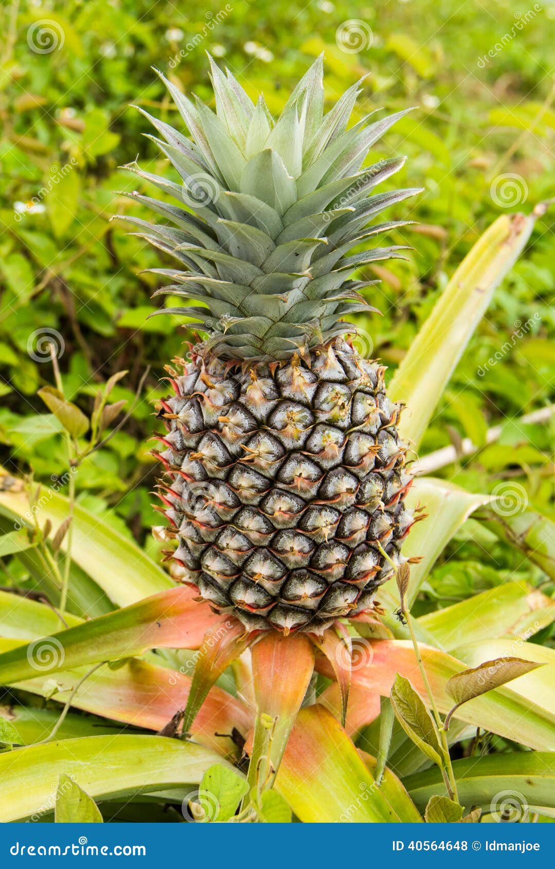 Albero dell'ananas fotografia stock. Immagine di giovane - 40564648