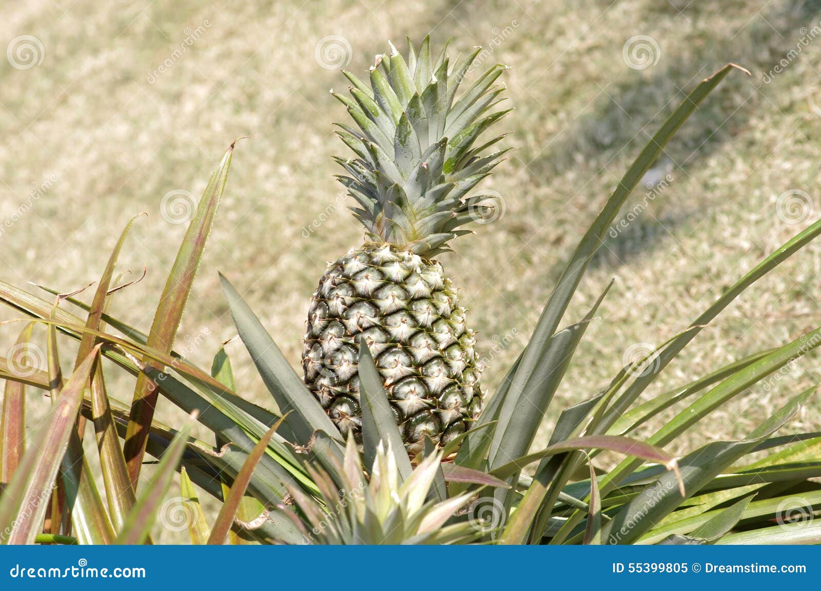 Albero dell'ananas immagine stock. Immagine di albero - 55399805