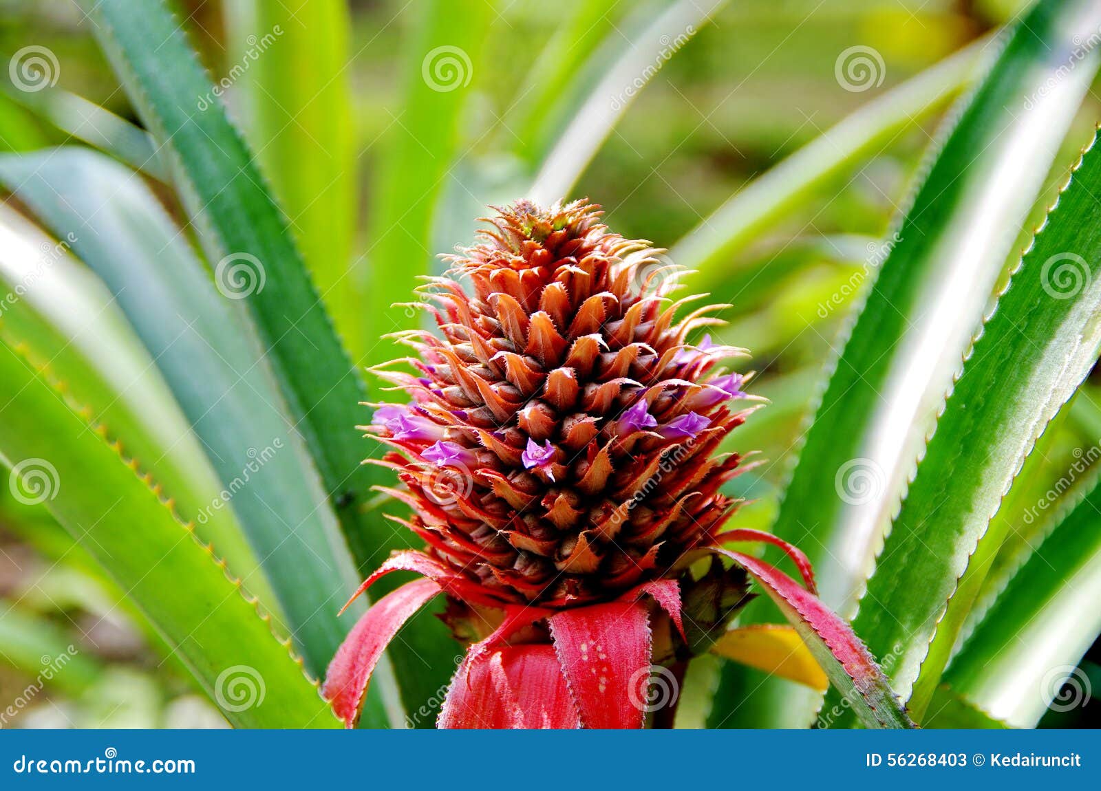 Albero dell'ananas immagine stock. Immagine di colore - 56268403