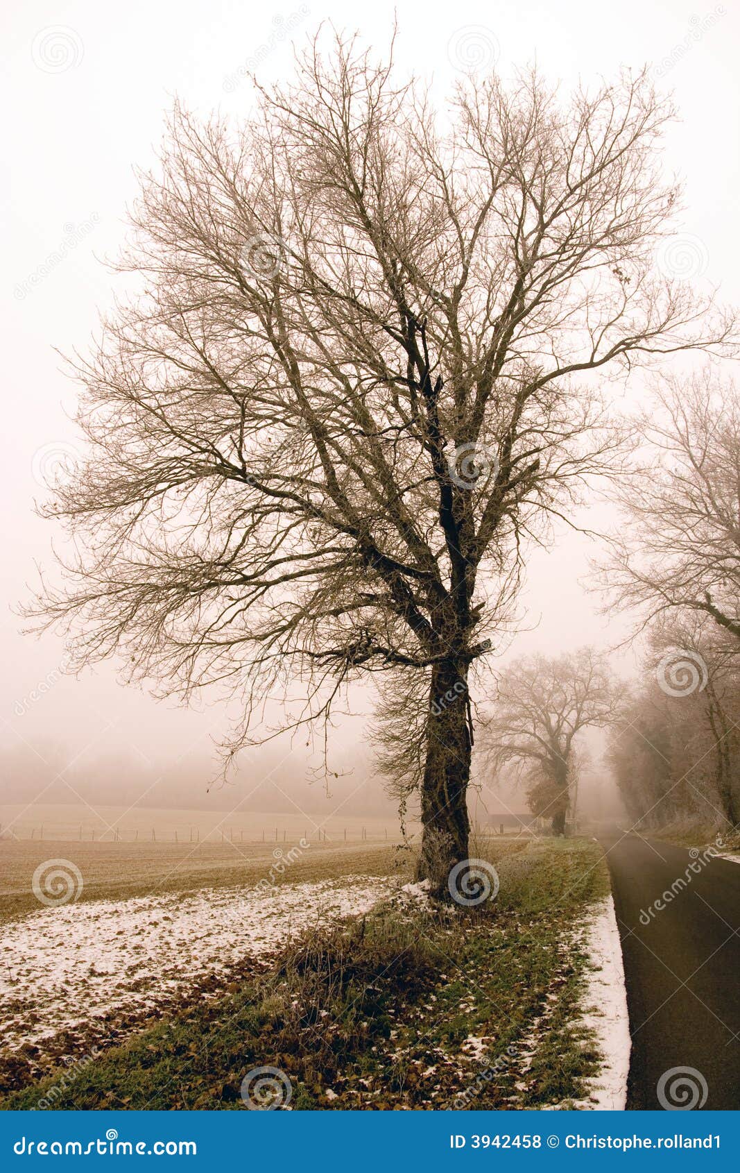 Albero dell'annata fotografia stock. Immagine di scontroso - 3942458