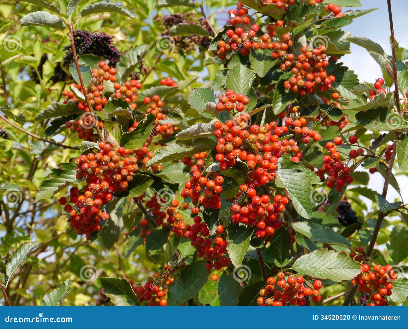 Albero Della Bacca Di Sambuco Fotografia Stock - Immagine di sapore ...