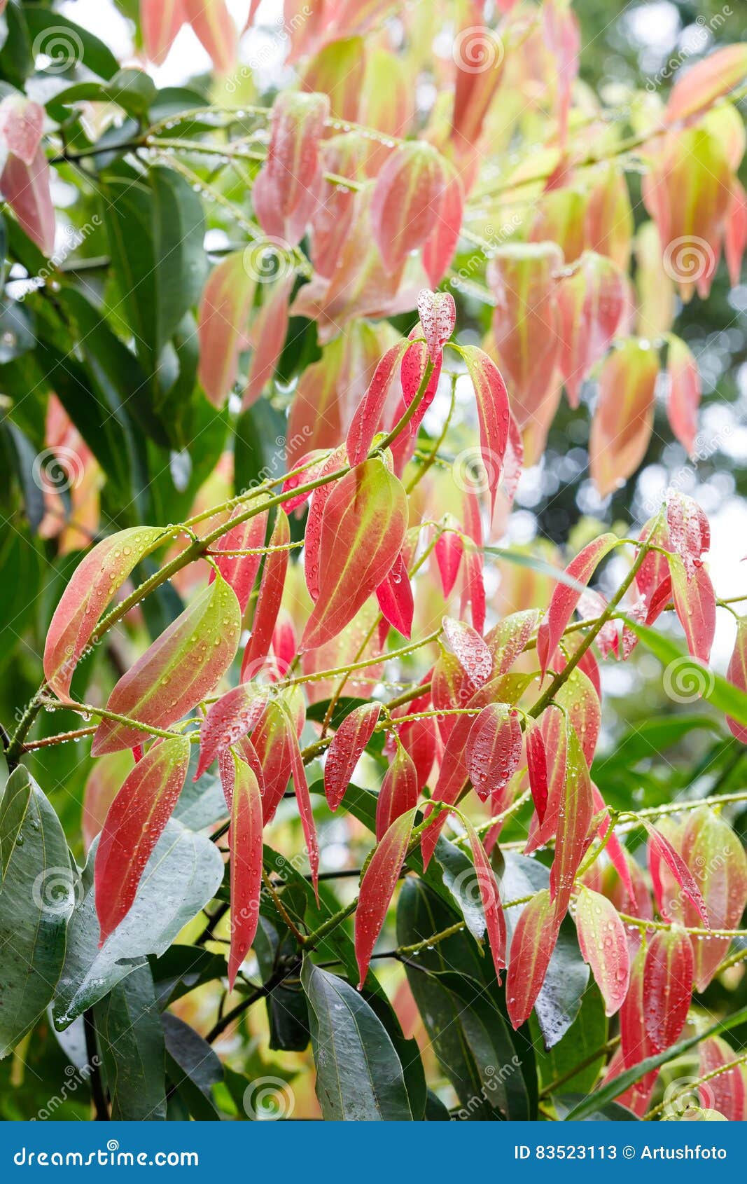 Albero Della Cannella - Cinnamomum Zeylanicum Immagine Stock - Immagine ...